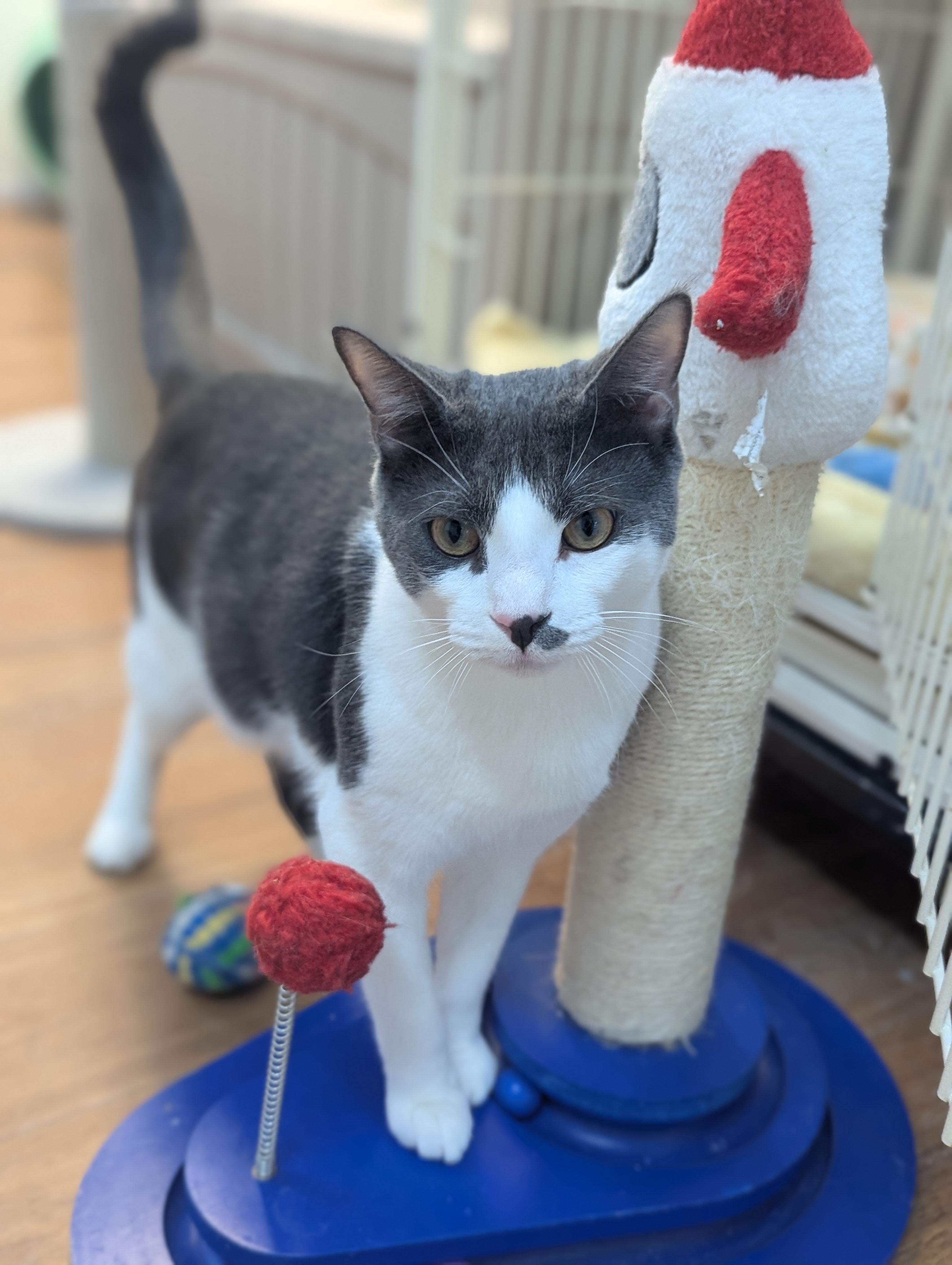 Cat for adoption - Cloud, a Domestic Short Hair in Decatur, IL | Petfinder