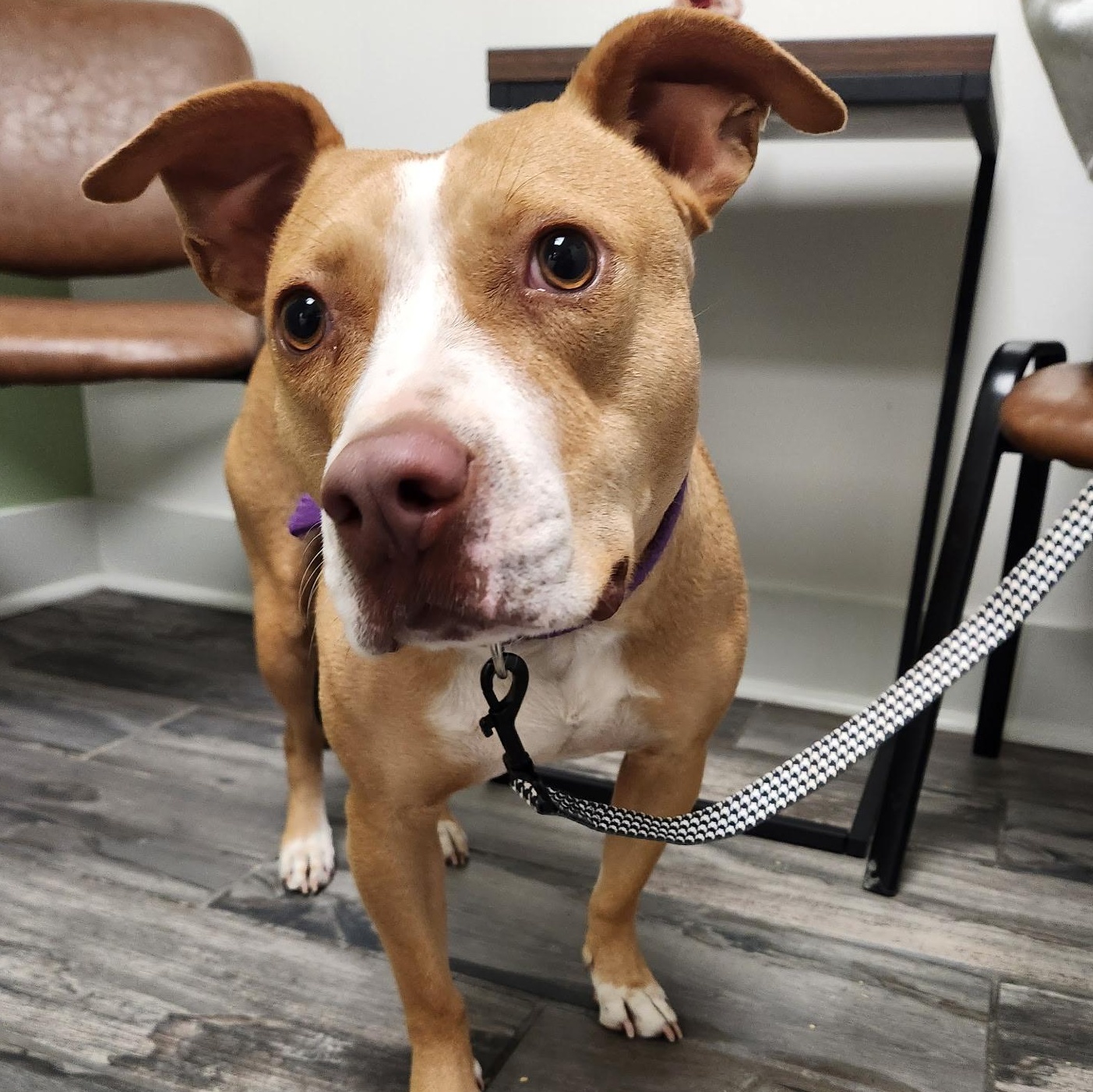 Morgan - Adoptable Pet | Petfinder | Petfinder