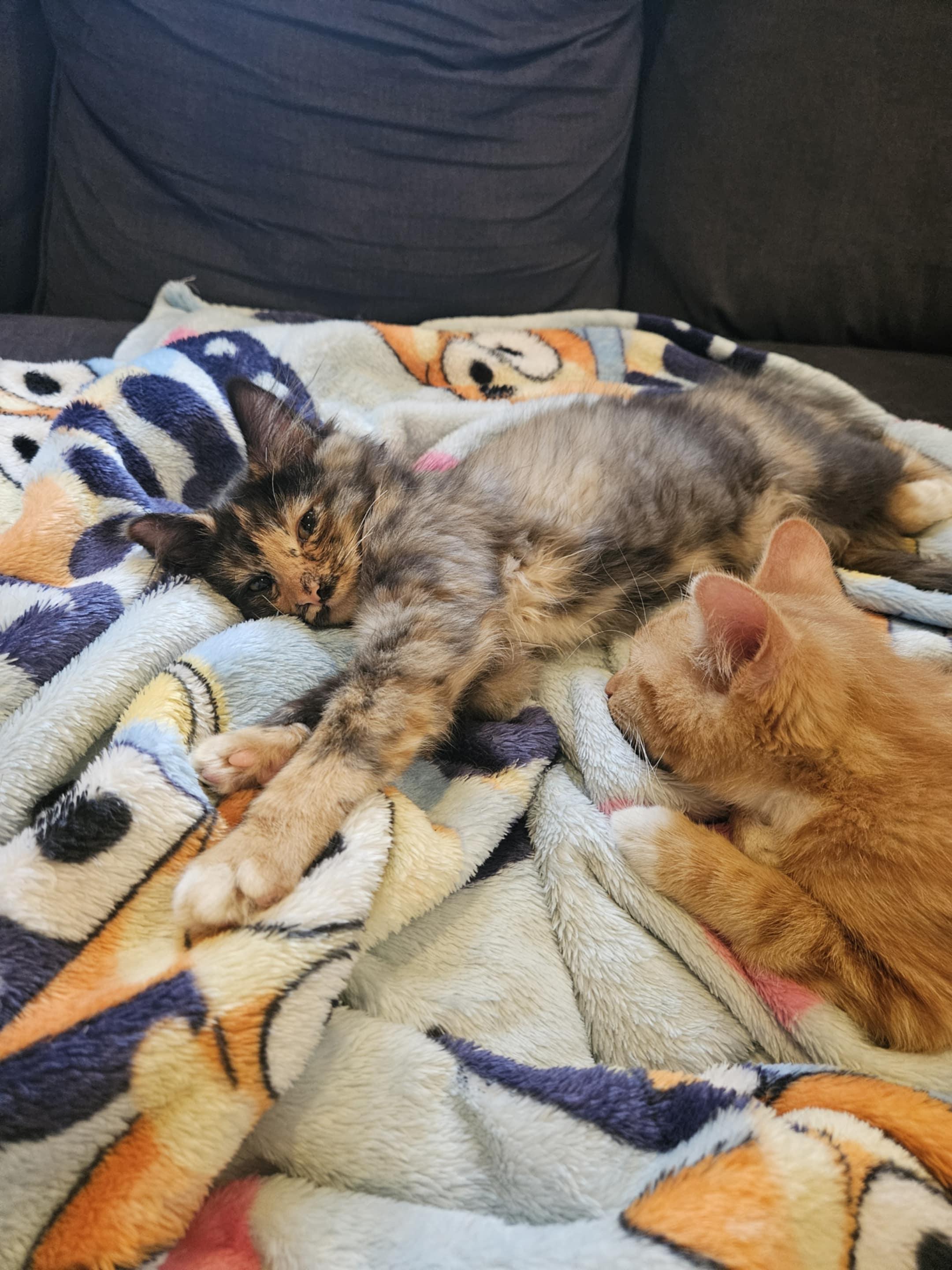 Cat for adoption - Okra, a Tortoiseshell in Morgantown, WV | Petfinder