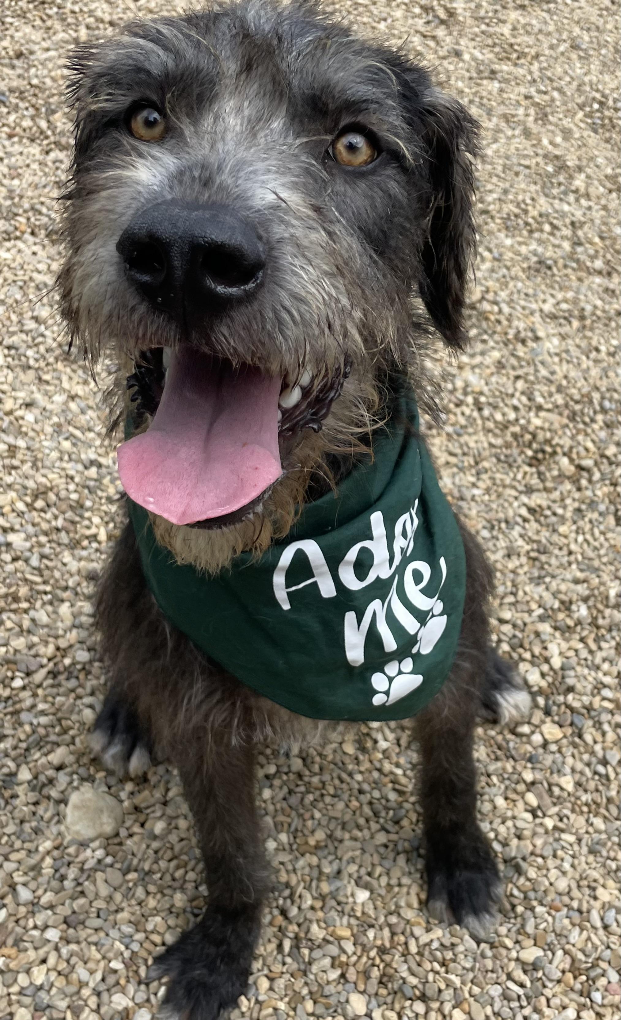 Available Dogs - The A.R.K - Animal Recycling Kennel