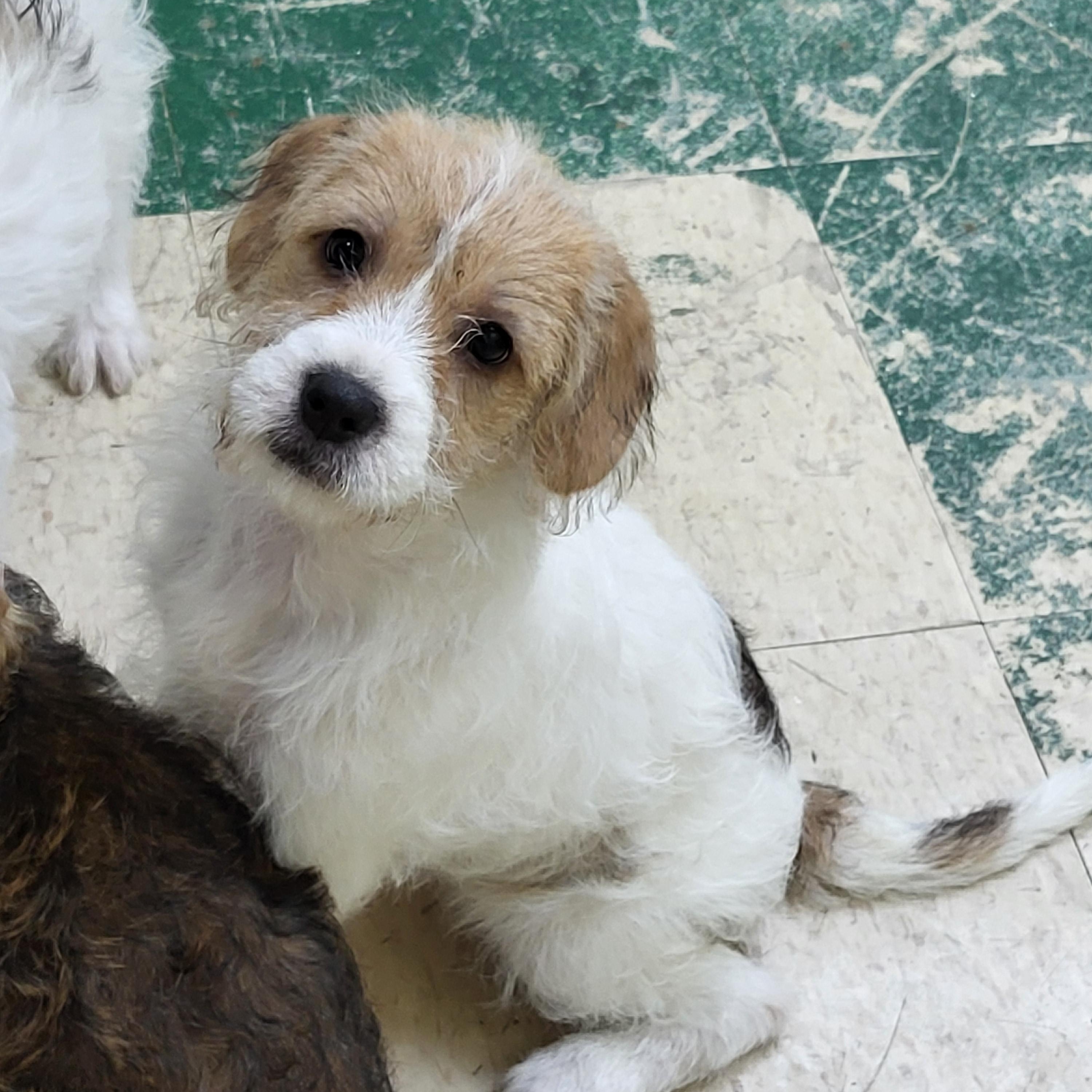 Dog for adoption - Benson, a Jack Russell Terrier & Terrier Mix in ...