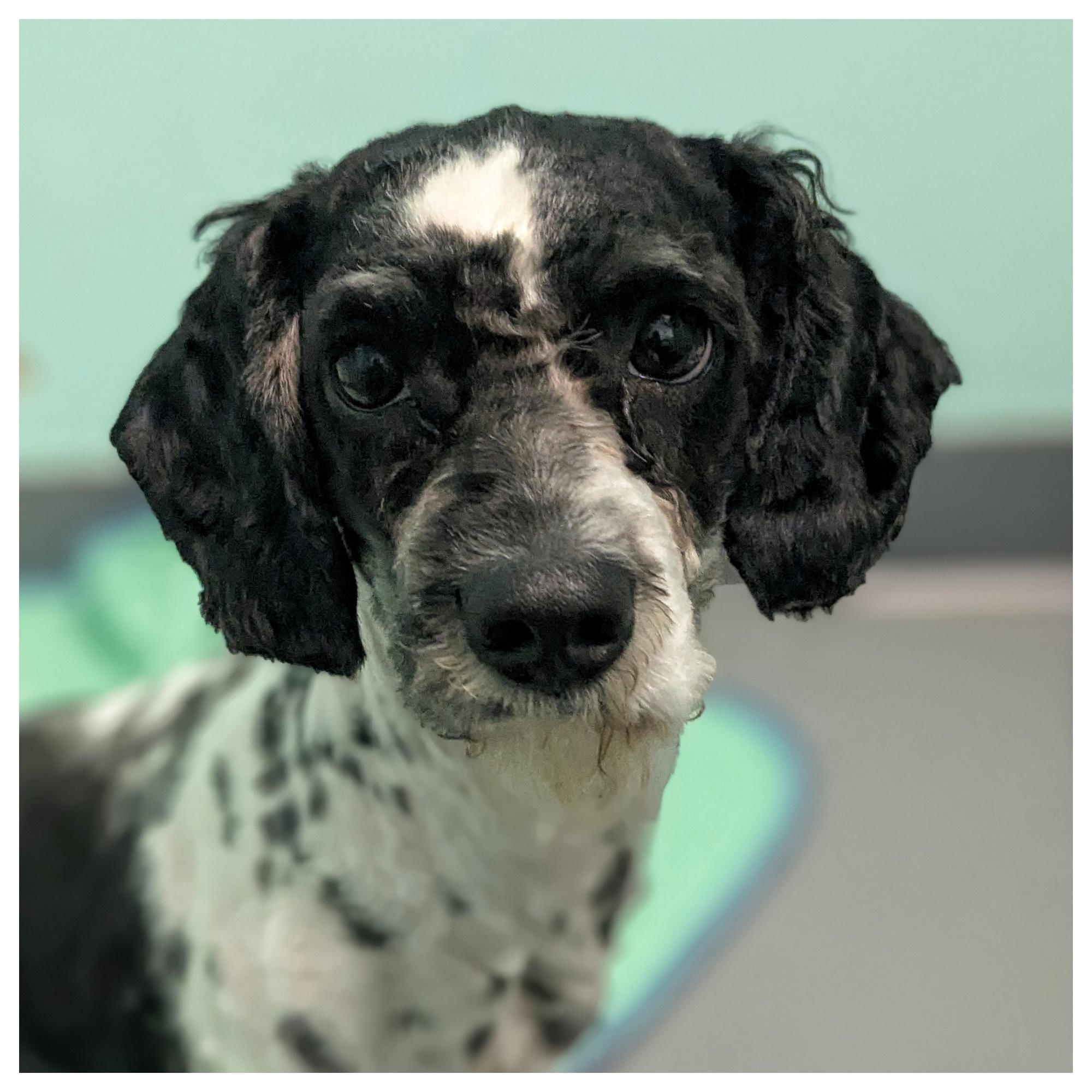 Dog for adoption - Sam, a Cockapoo in Eustis, FL | Petfinder