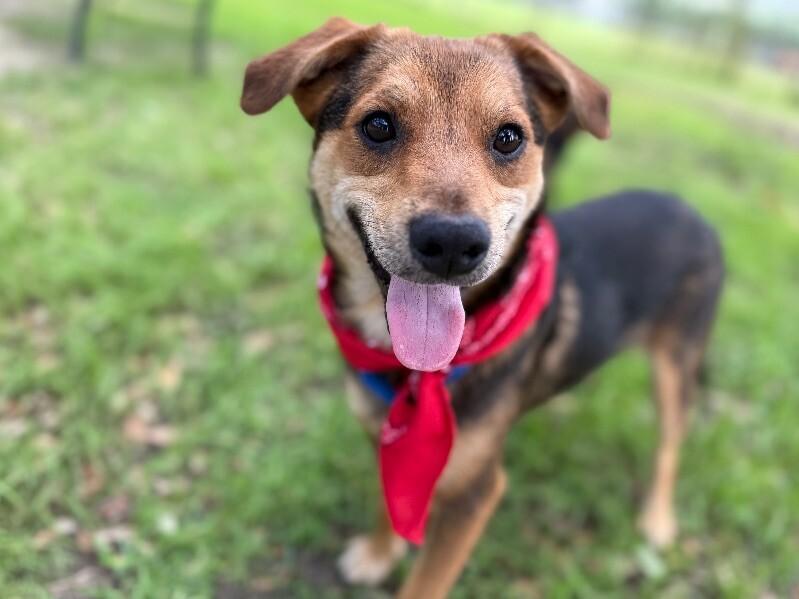 Dog for adoption - Fiddle Duncan, a German Shepherd Dog & Labrador ...