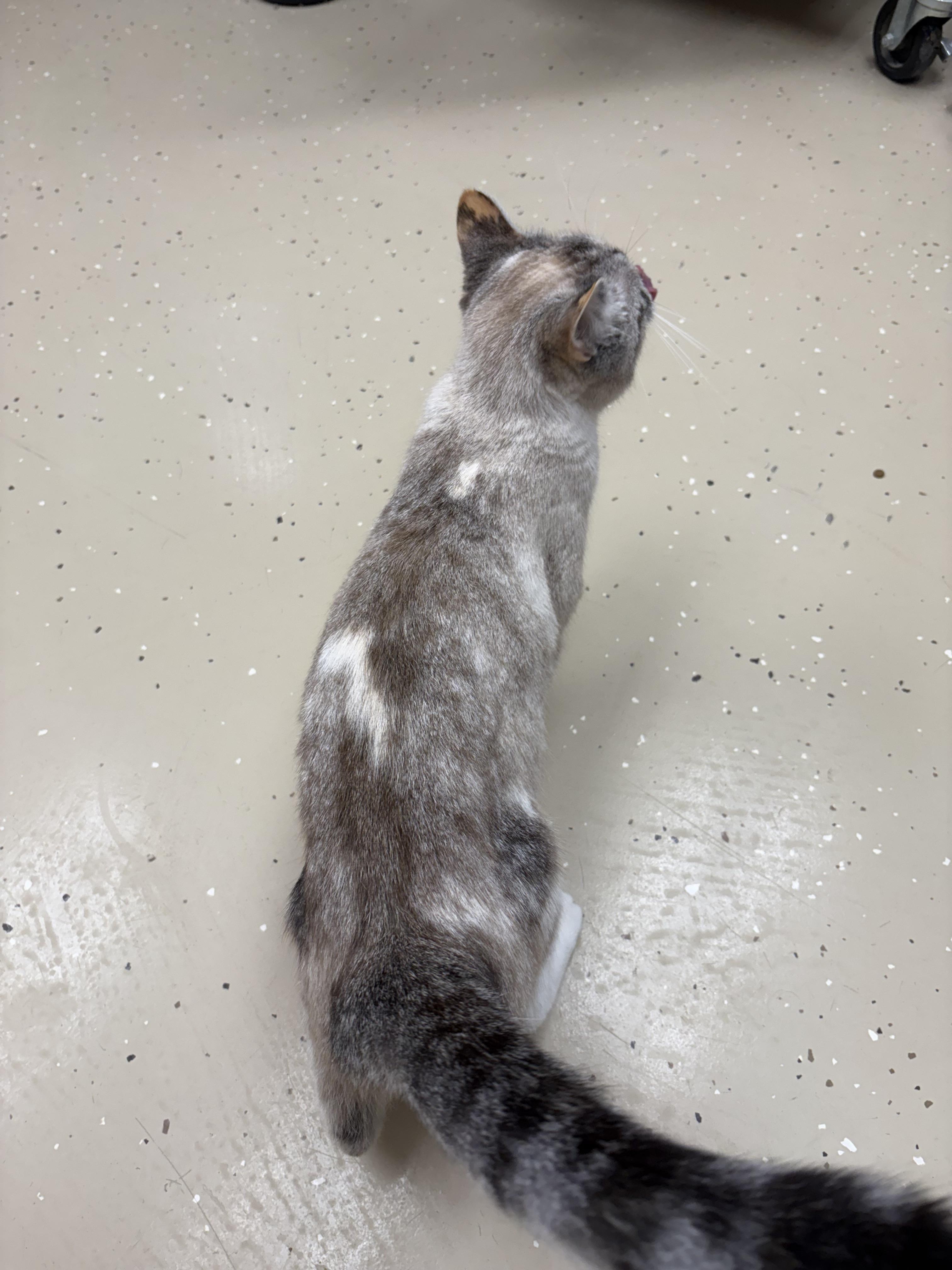 Cat for adoption - Reba, a Siamese & Dilute Calico Mix in Little Falls ...