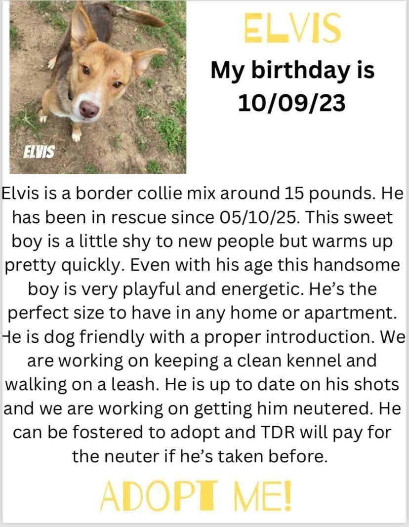 Dog for adoption - Elvis, a Border Collie Mix in Rockford, IL | Petfinder