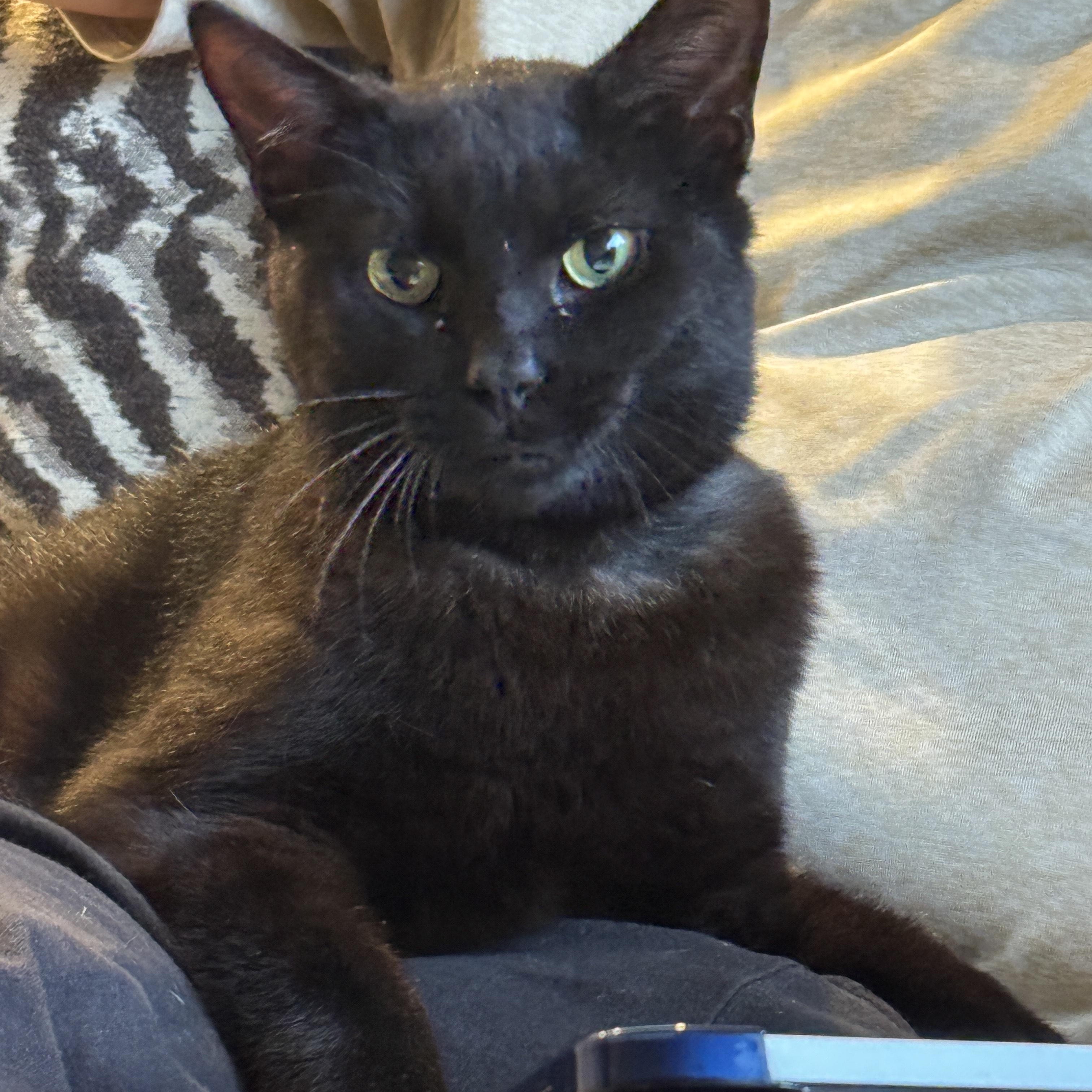 Cat for adoption - Adrien Brody, a Domestic Short Hair in Columbus, OH ...
