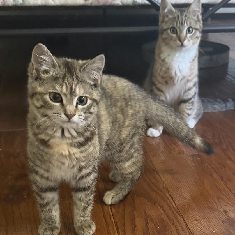 Available Cats for Adoption | Scruffy Paws Animal Rescue RI