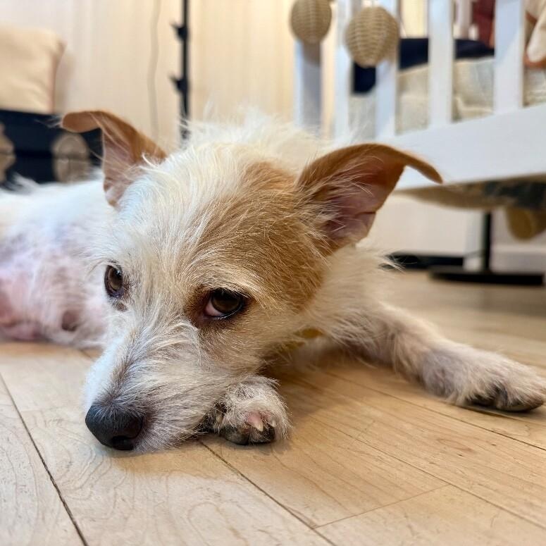 Dog for adoption - Miss Marney Marvelous, a West Highland White Terrier ...