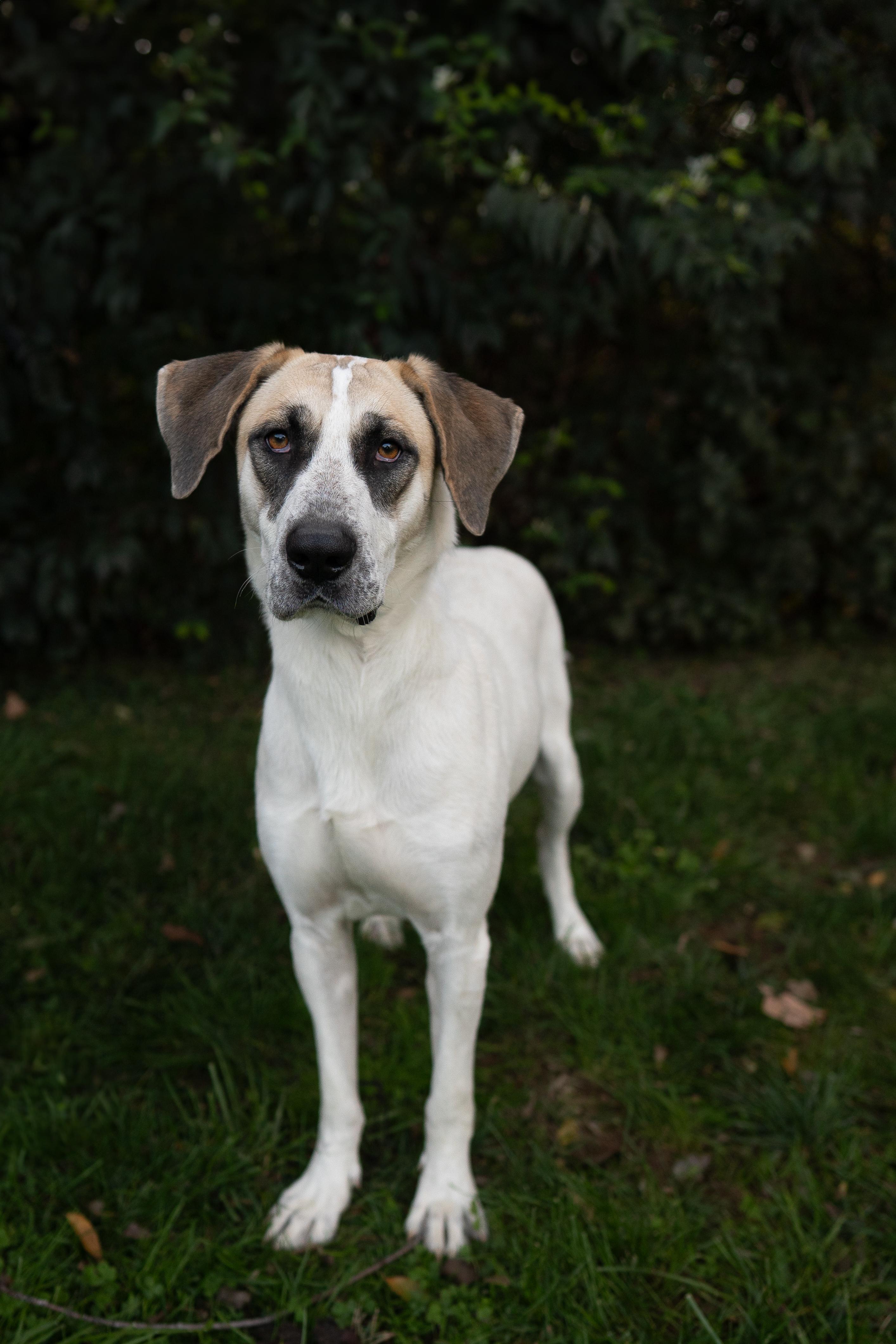 Dog for adoption - Rosabella, a Coonhound & Great Pyrenees Mix in ...