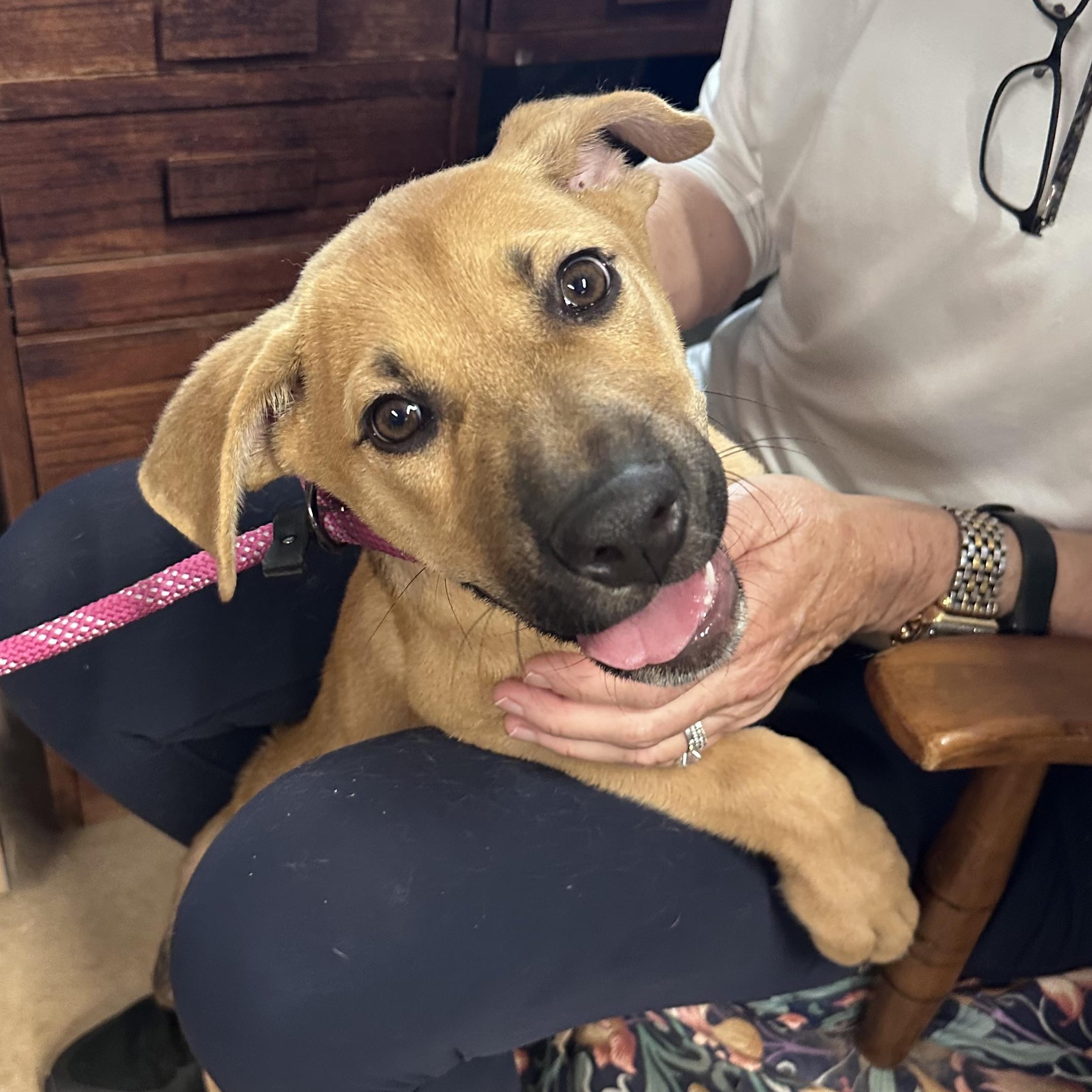 Dog for adoption - Nala, a Rhodesian Ridgeback & Black Mouth Cur Mix in ...
