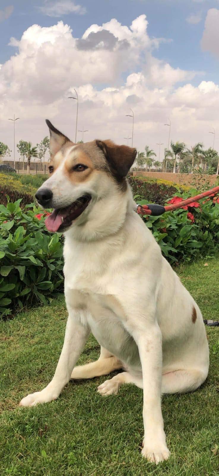 Dog for adoption - Ella from Egypt, a Labrador Retriever & Canaan Dog ...