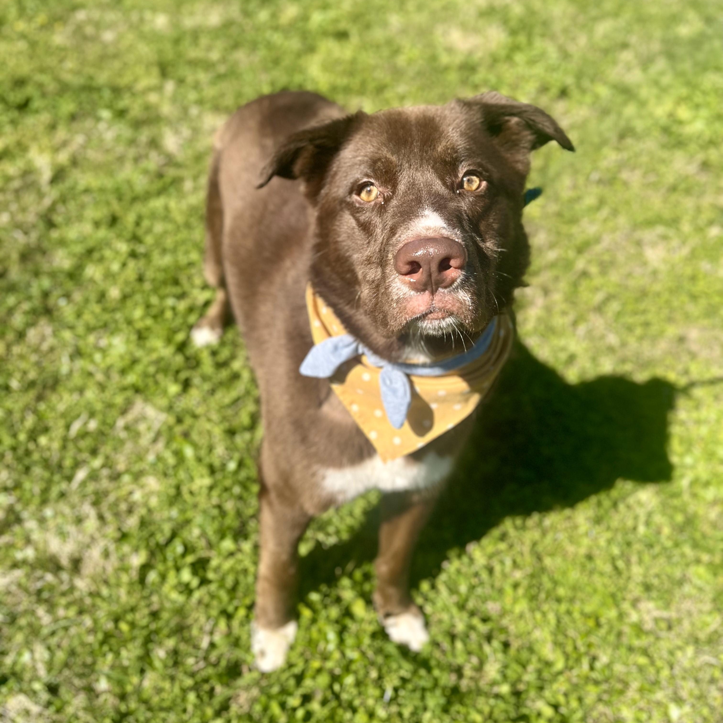 Dog for adoption - Billie Jean, a Labrador Retriever Mix in Bensalem , PA | Petfinder