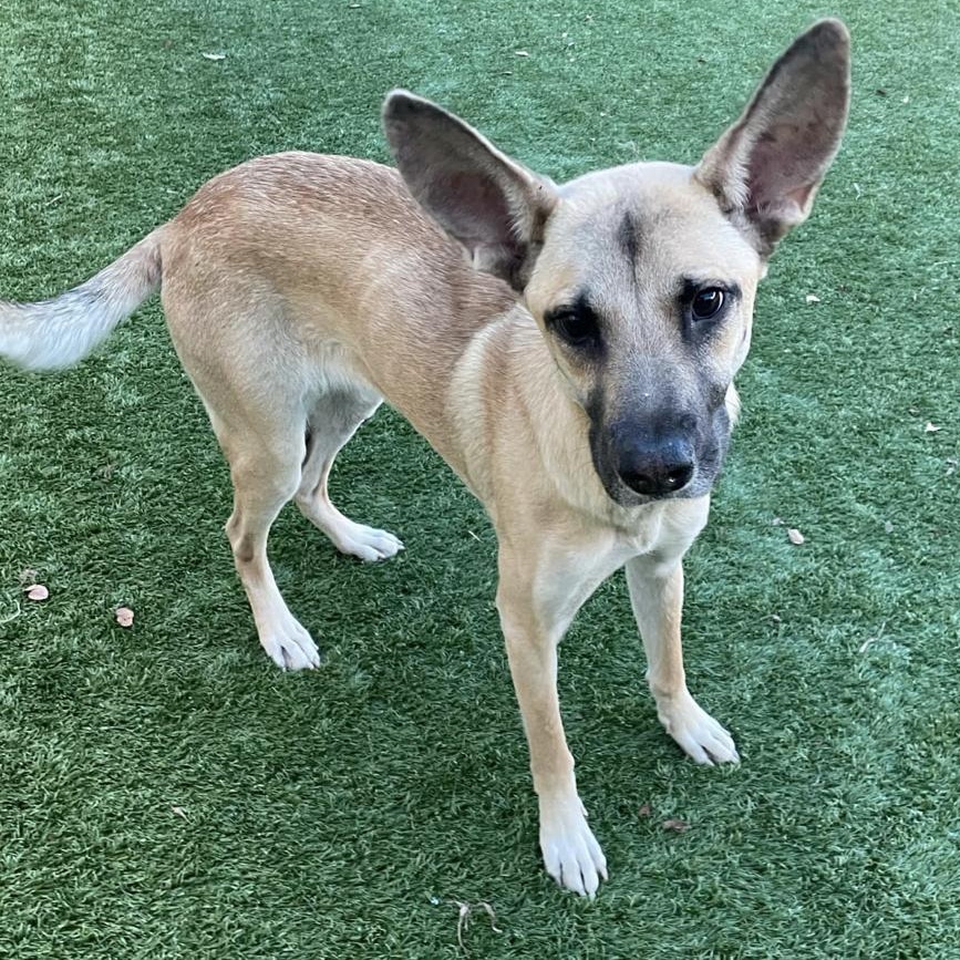 Dog for adoption - Tara, a German Shepherd Dog in Roanoke, VA | Petfinder