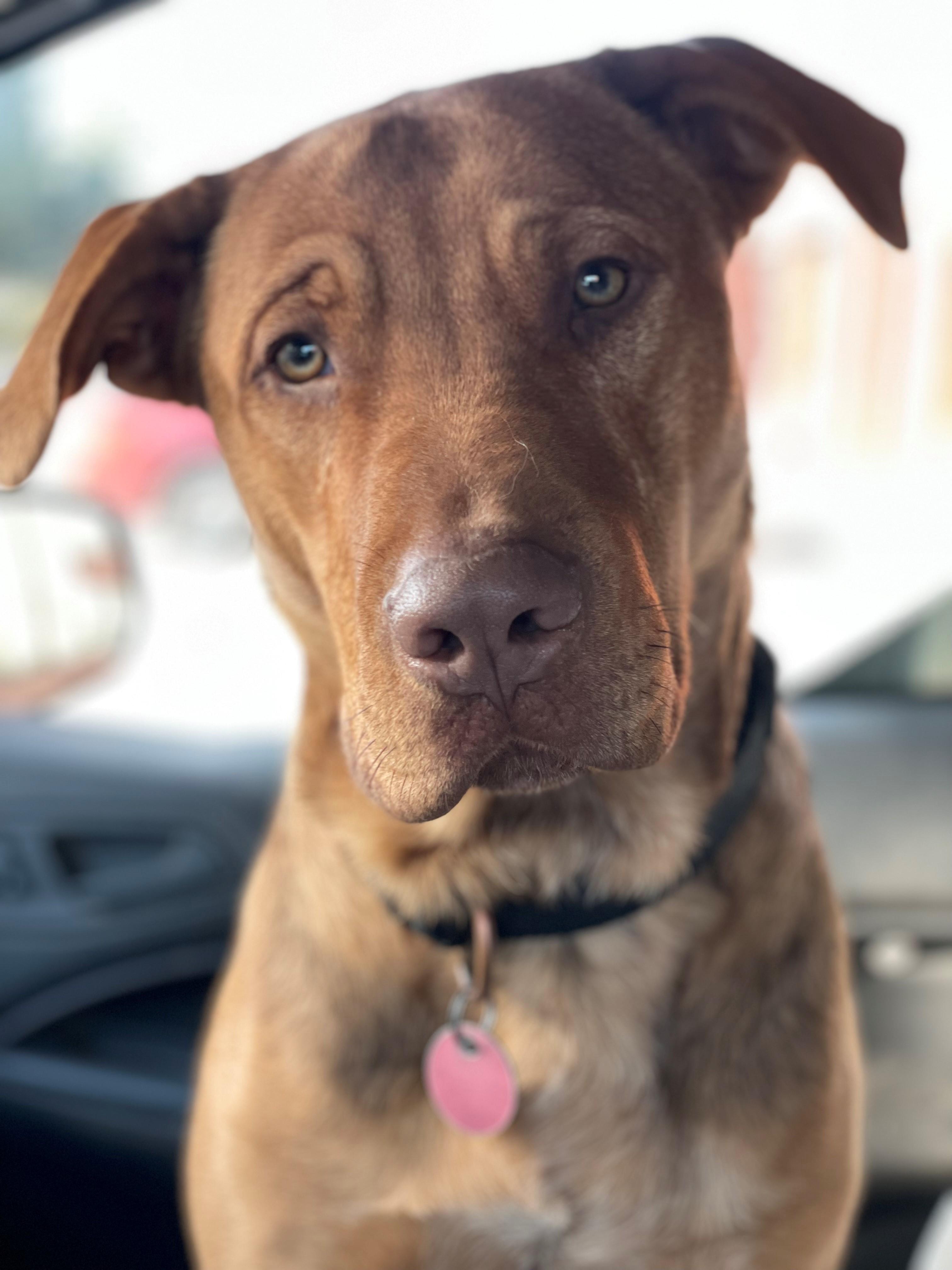 Dog for adoption - Gingerbread Man, a Labrador Retriever & American ...