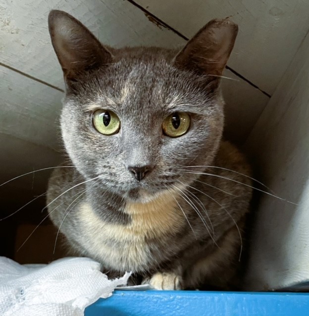 Cat for adoption - Chessie, a Domestic Short Hair in Pottstown, PA ...