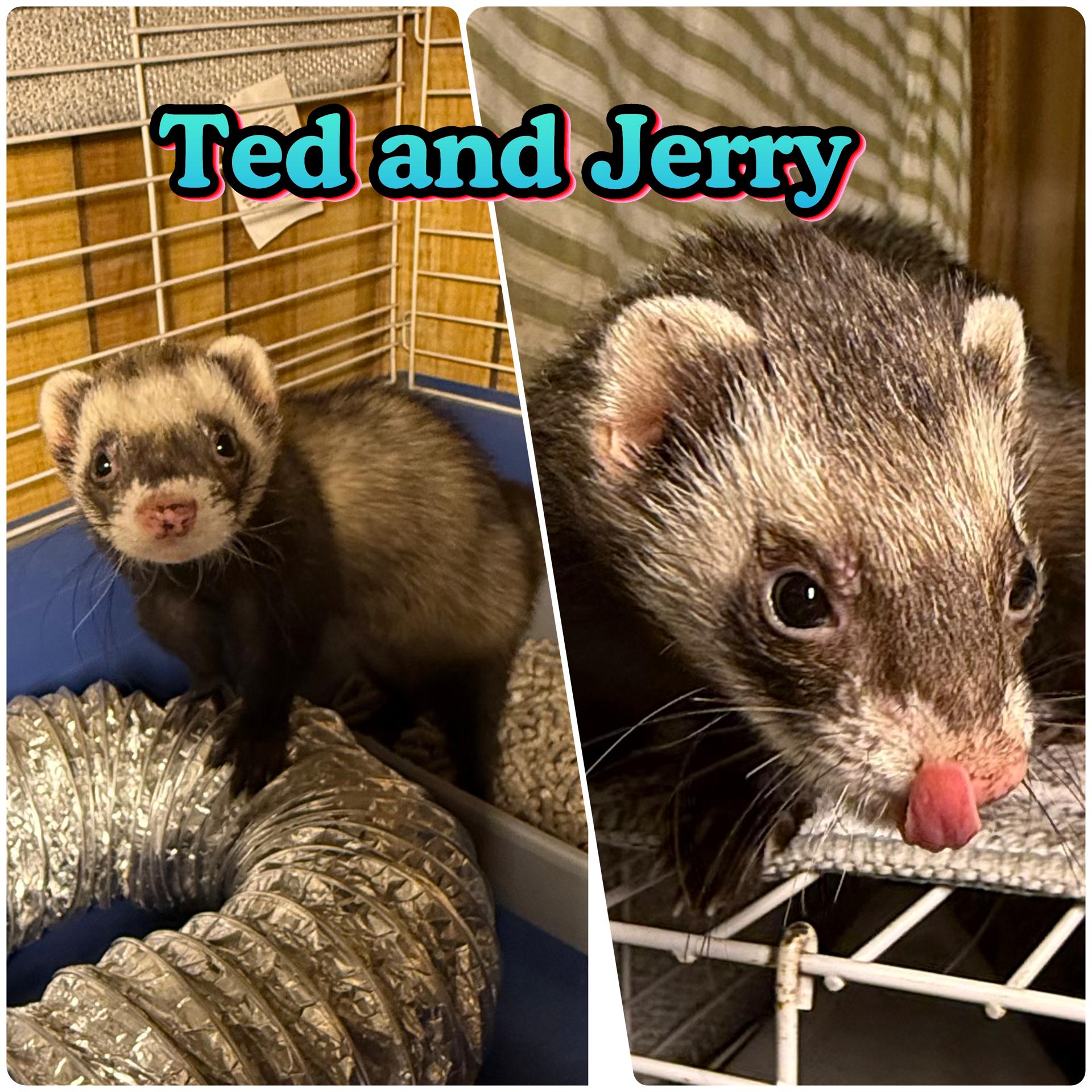 Ferret for adoption - Ted and Jerry: video!!, a Ferret in Edinburg, PA ...