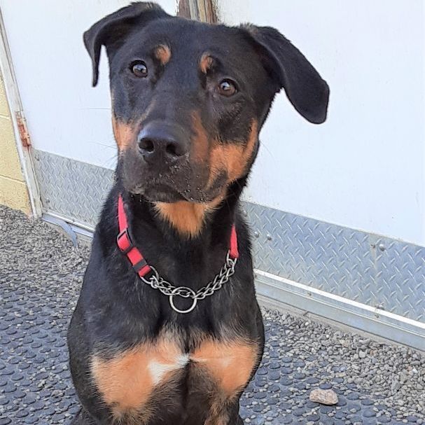 Dog for adoption - Winnie, a Mixed Breed in Falls Creek, PA | Petfinder