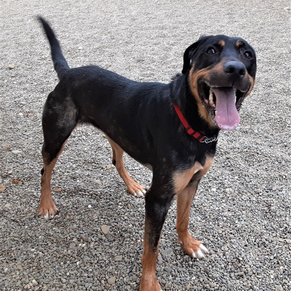 Dog for adoption - Winnie, a Mixed Breed in Falls Creek, PA | Petfinder