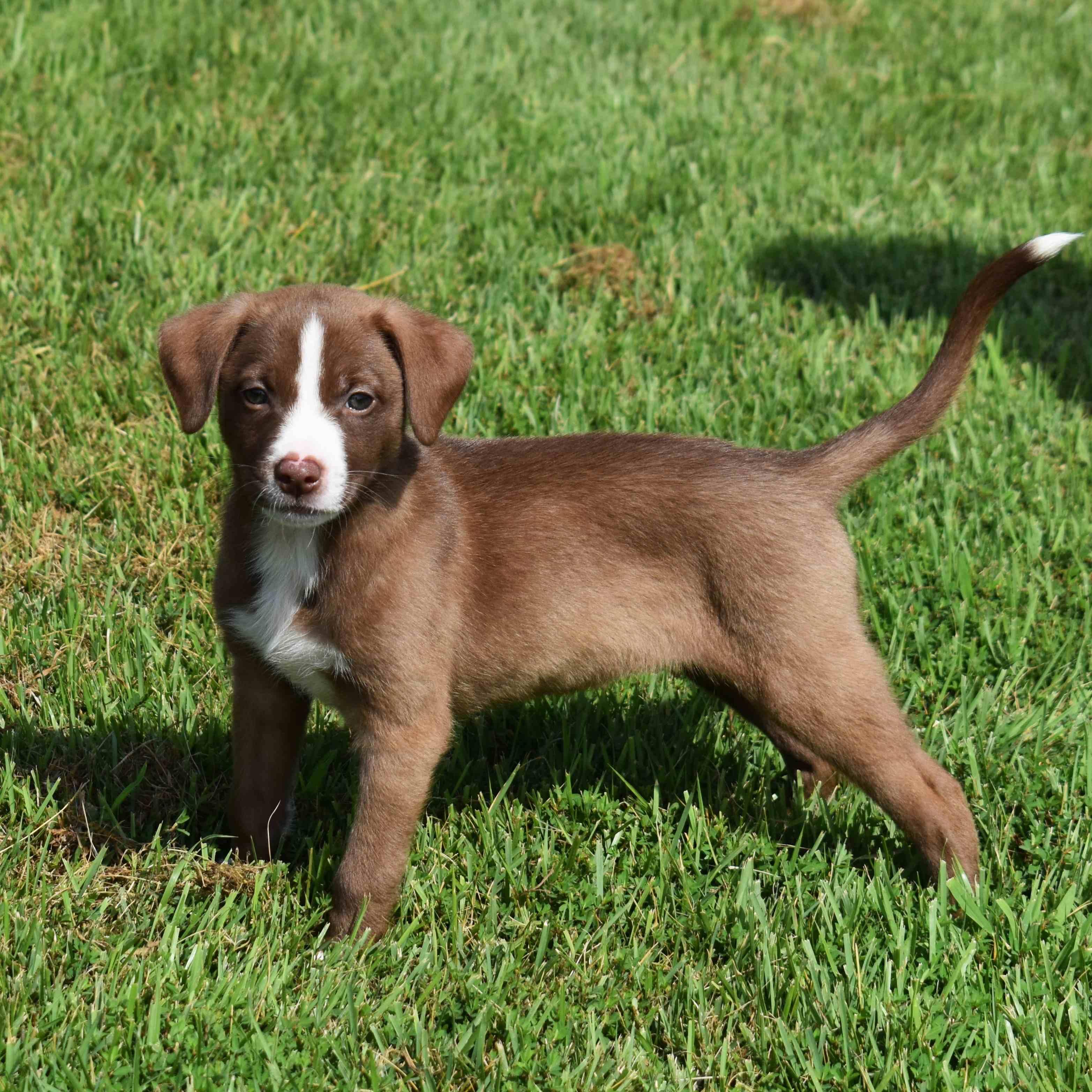 Dog for adoption - Mocha, a Mixed Breed in Searcy, AR | Petfinder