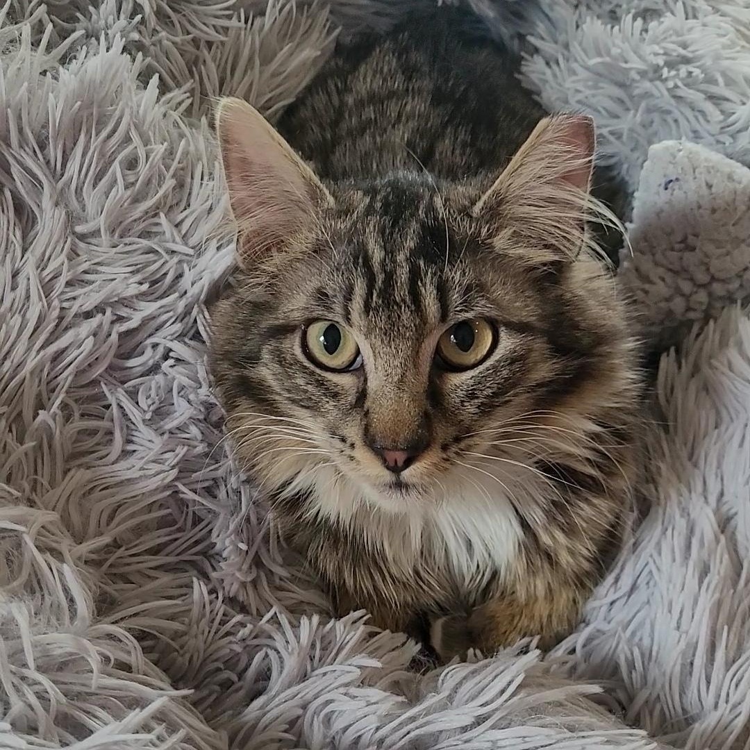 Cat for adoption - SAILOR, a Maine Coon & Domestic Long Hair Mix in ...