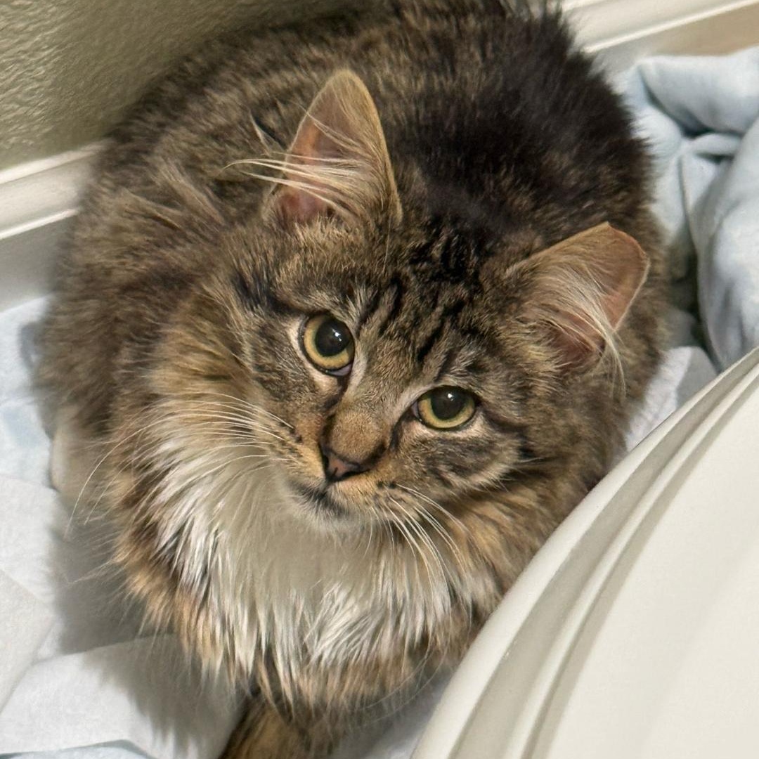 Cat for adoption - SAILOR, a Maine Coon & Domestic Long Hair Mix in ...