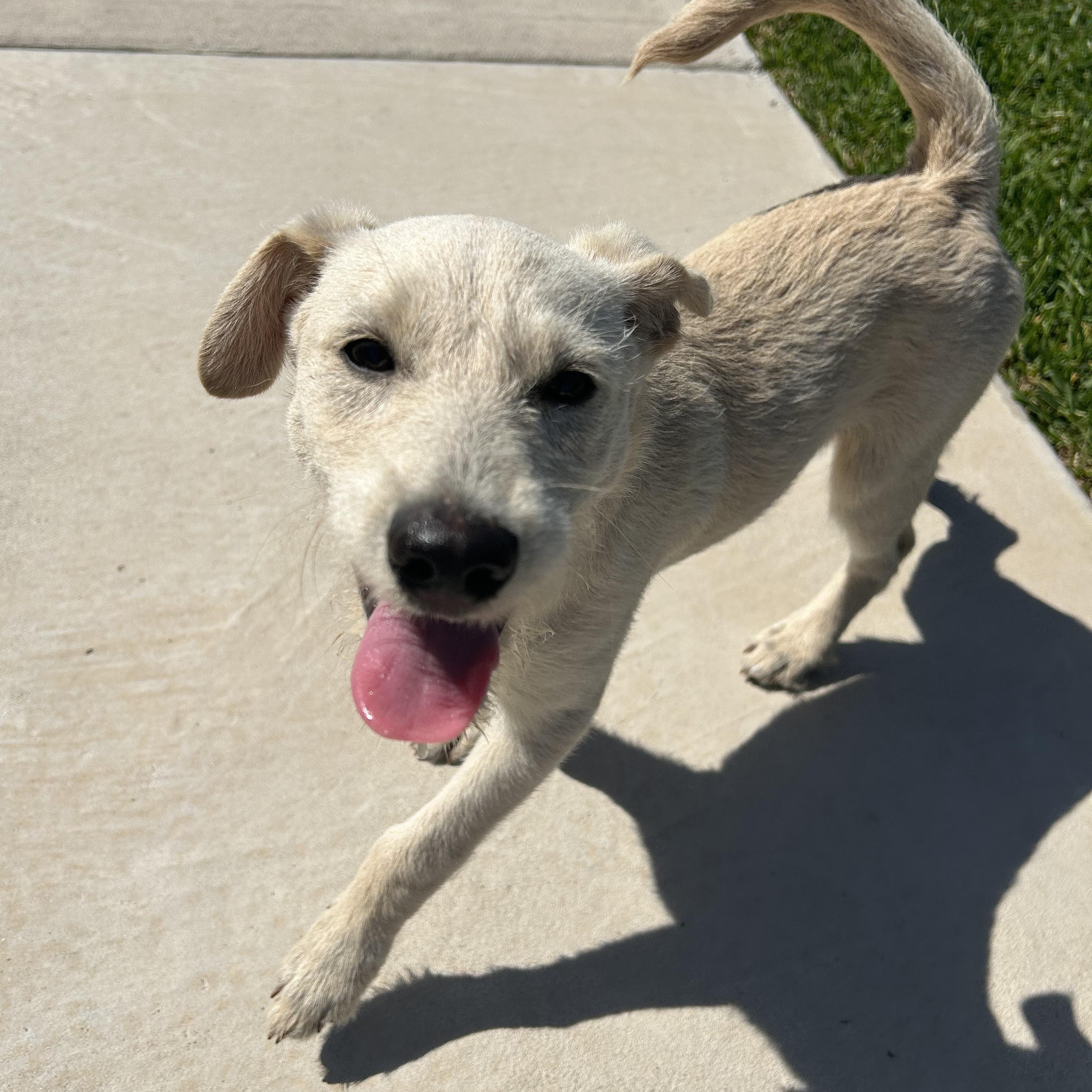 Dog for adoption - Riley, a Terrier Mix in Philadelphia, PA | Petfinder