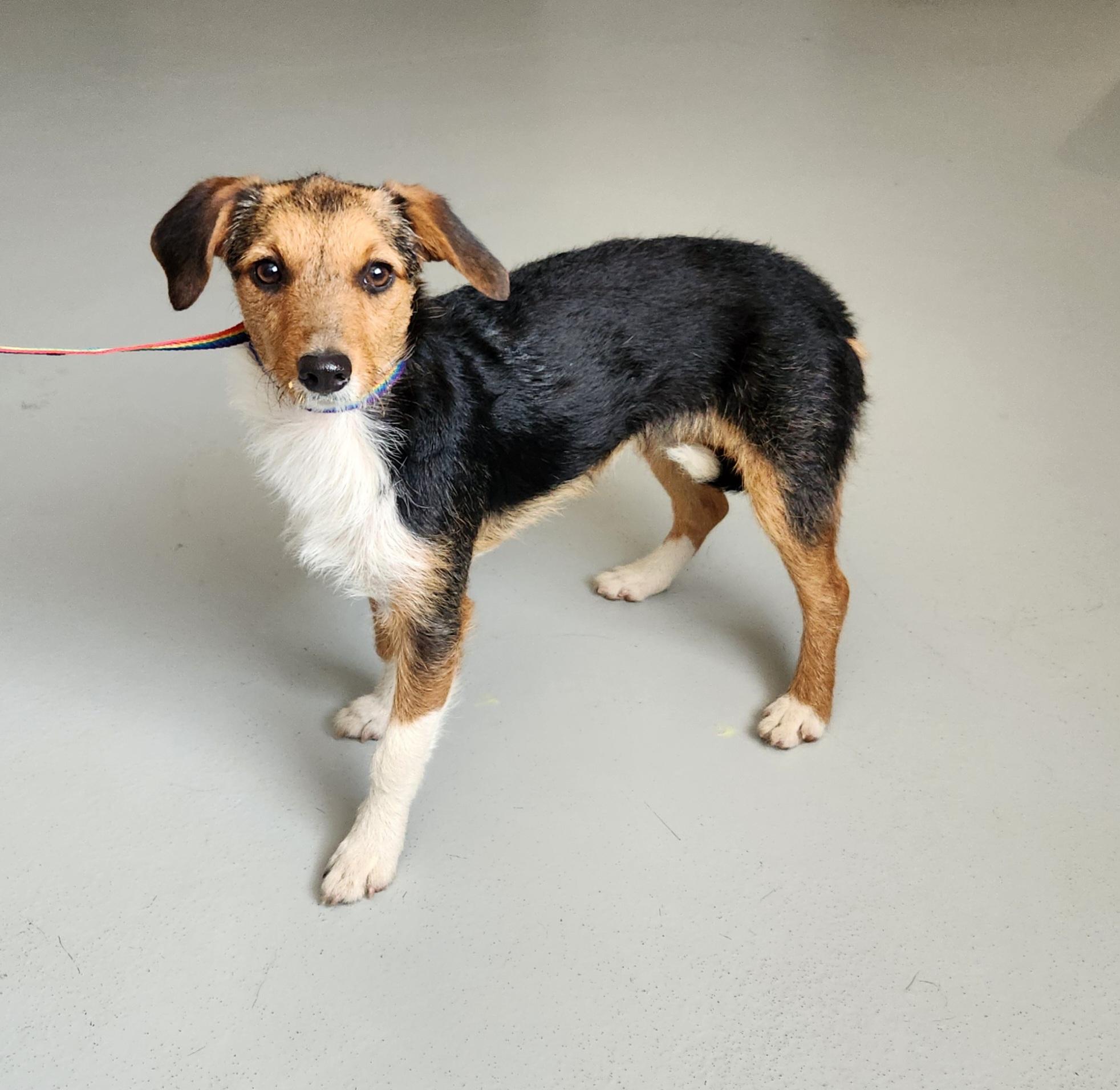 Dog for adoption - Latte, an Australian Shepherd in Wooster, OH | Petfinder