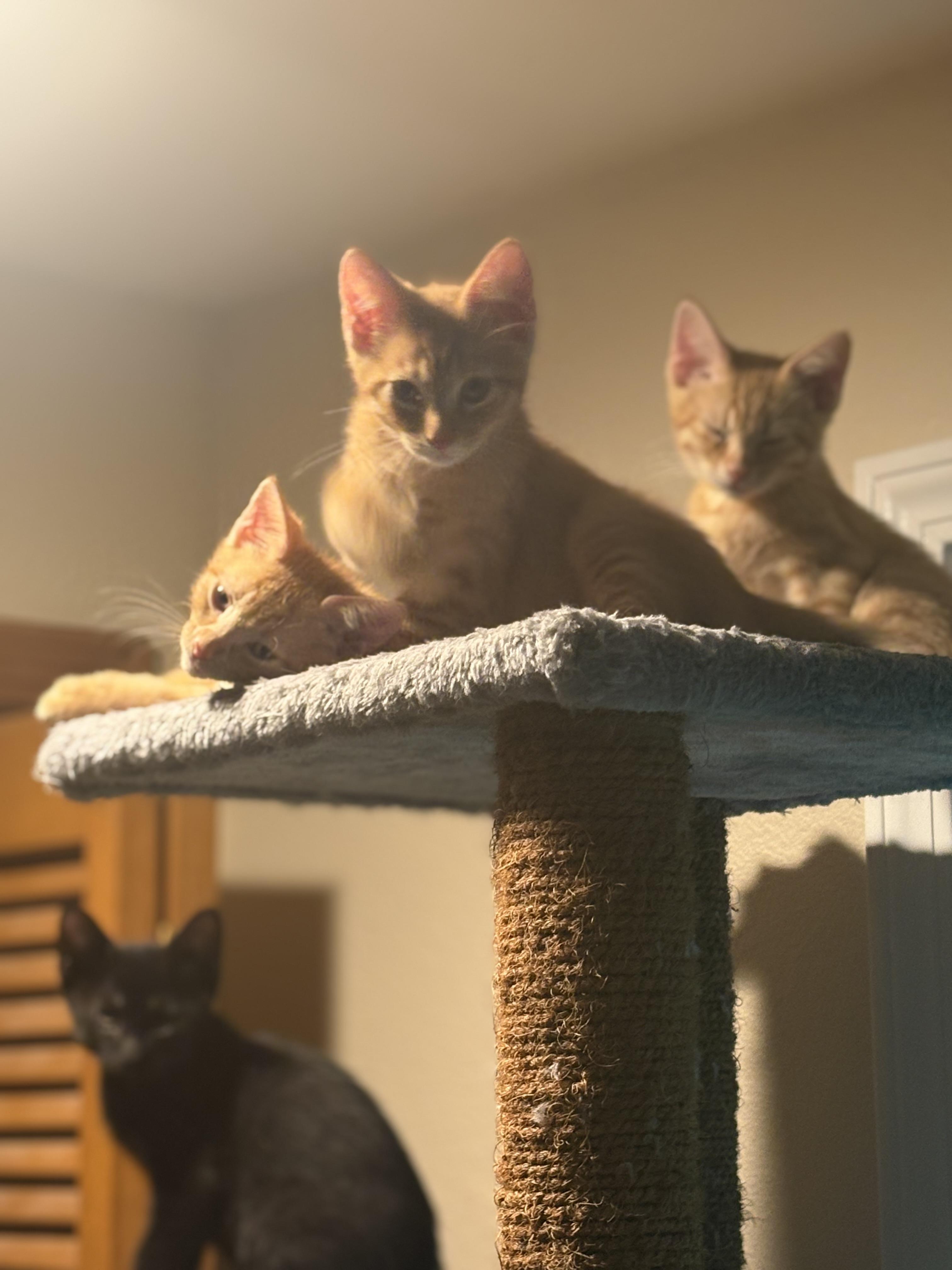 Cat for adoption - Rusty, a Tabby in Woodinville, WA | Petfinder