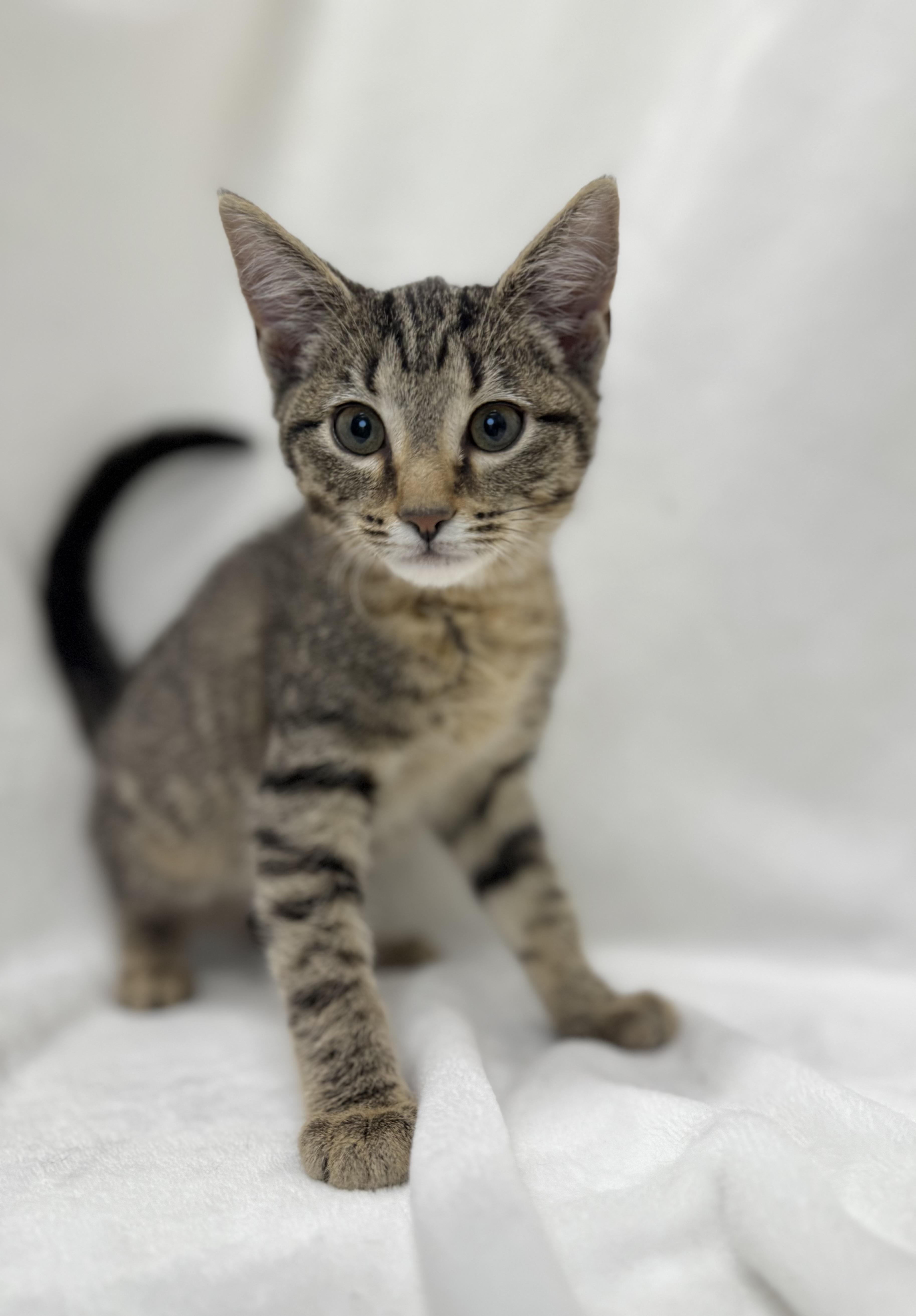 Cat for adoption - Fancy Pants, a Domestic Short Hair & Tabby Mix in ...