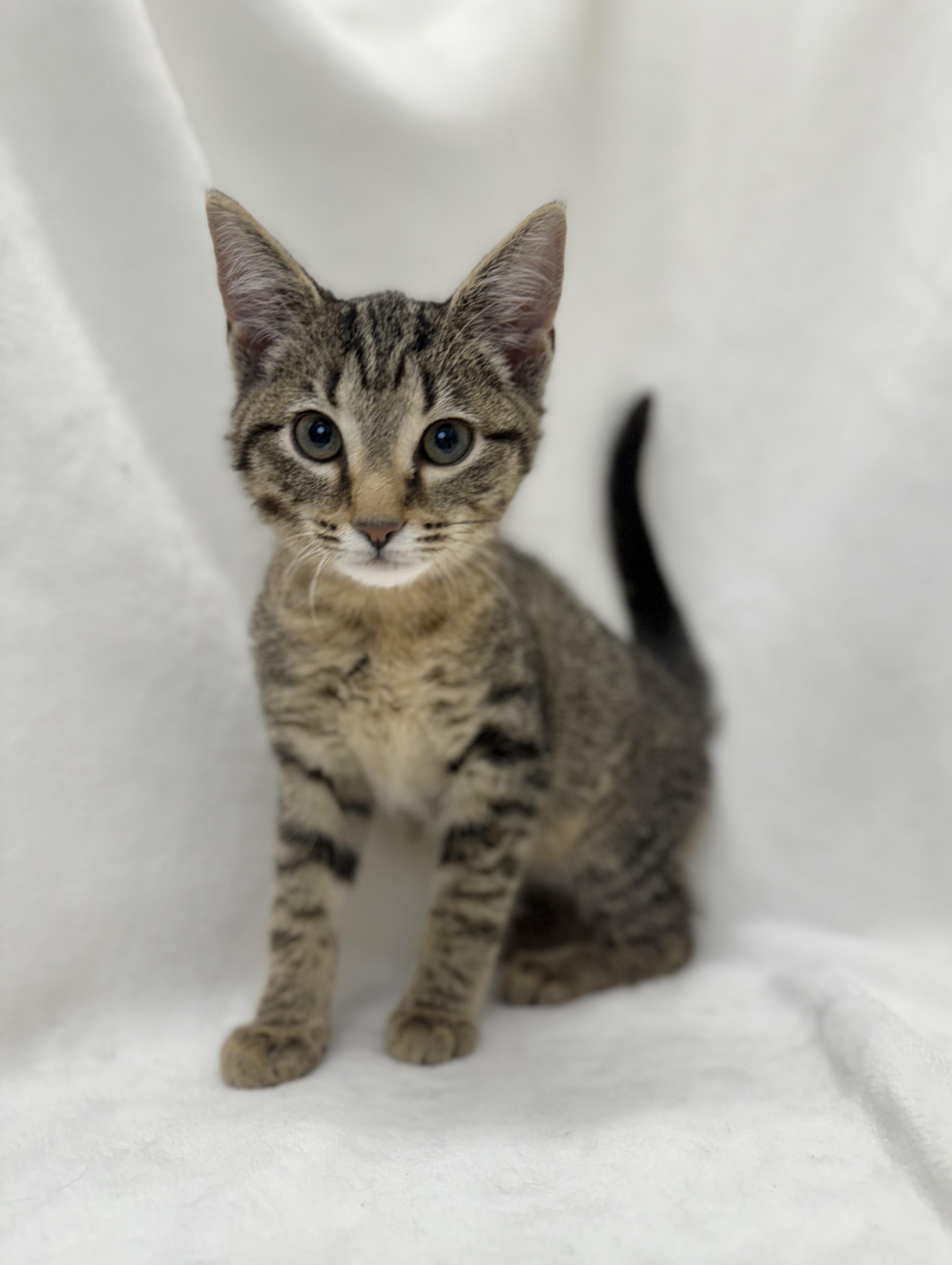 Cat for adoption - Fancy Pants, a Domestic Short Hair & Tabby Mix in ...