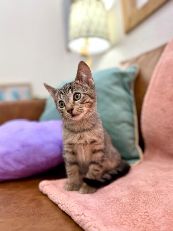 Cat for adoption - Cuddles C, a Domestic Short Hair Mix in Vancouver ...