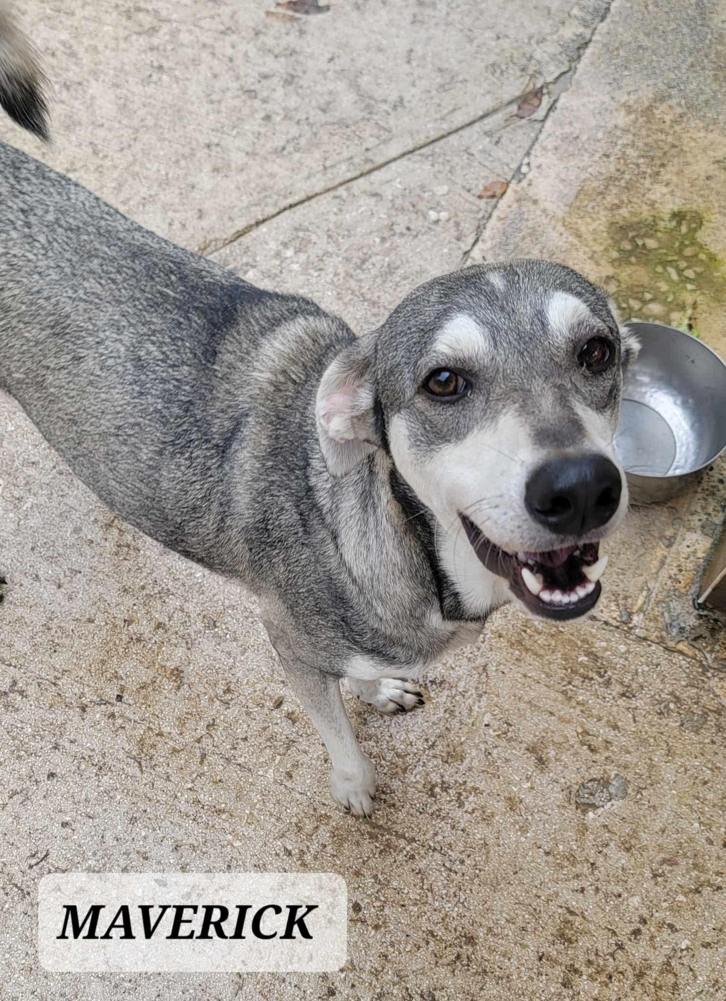 Dog for adoption - MAVERICK, a Husky & Labrador Retriever Mix in ...