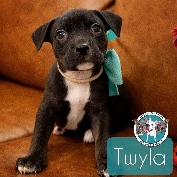 Dog for adoption - Twyla Luna, a Pit Bull Terrier & Black Labrador ...
