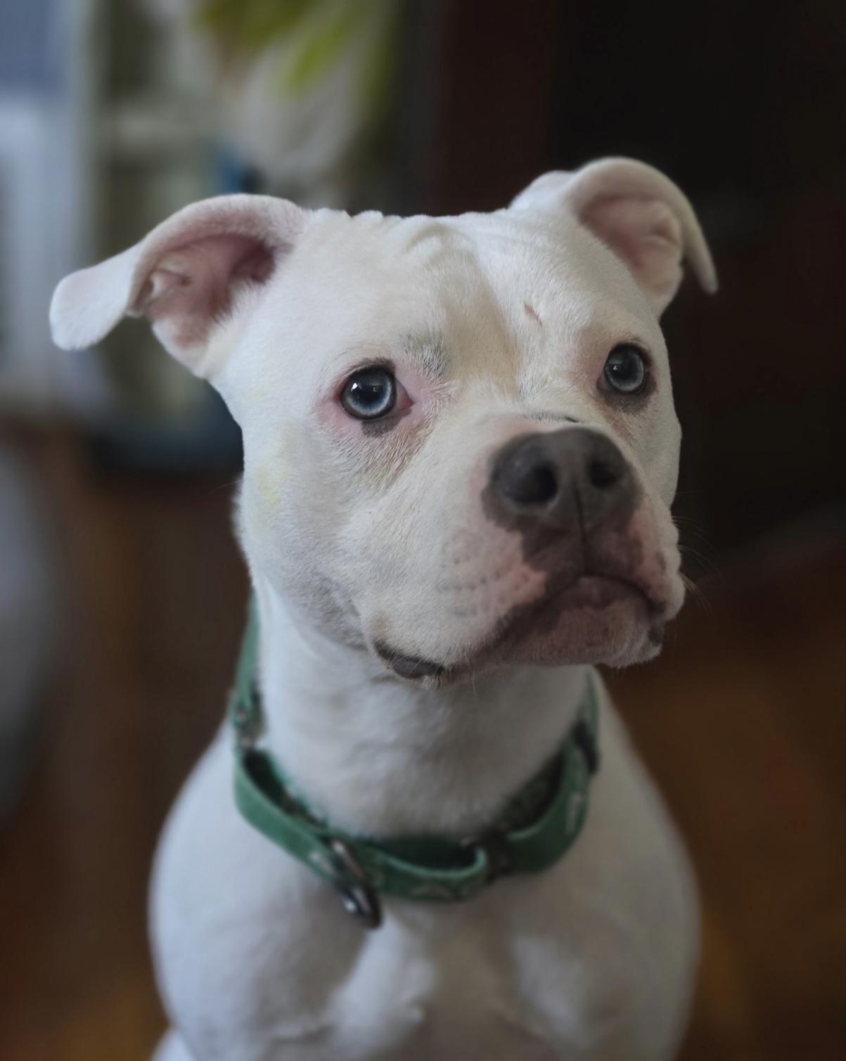 Dog for adoption - Winnie, a Boxer Mix in Cleveland, OH | Petfinder