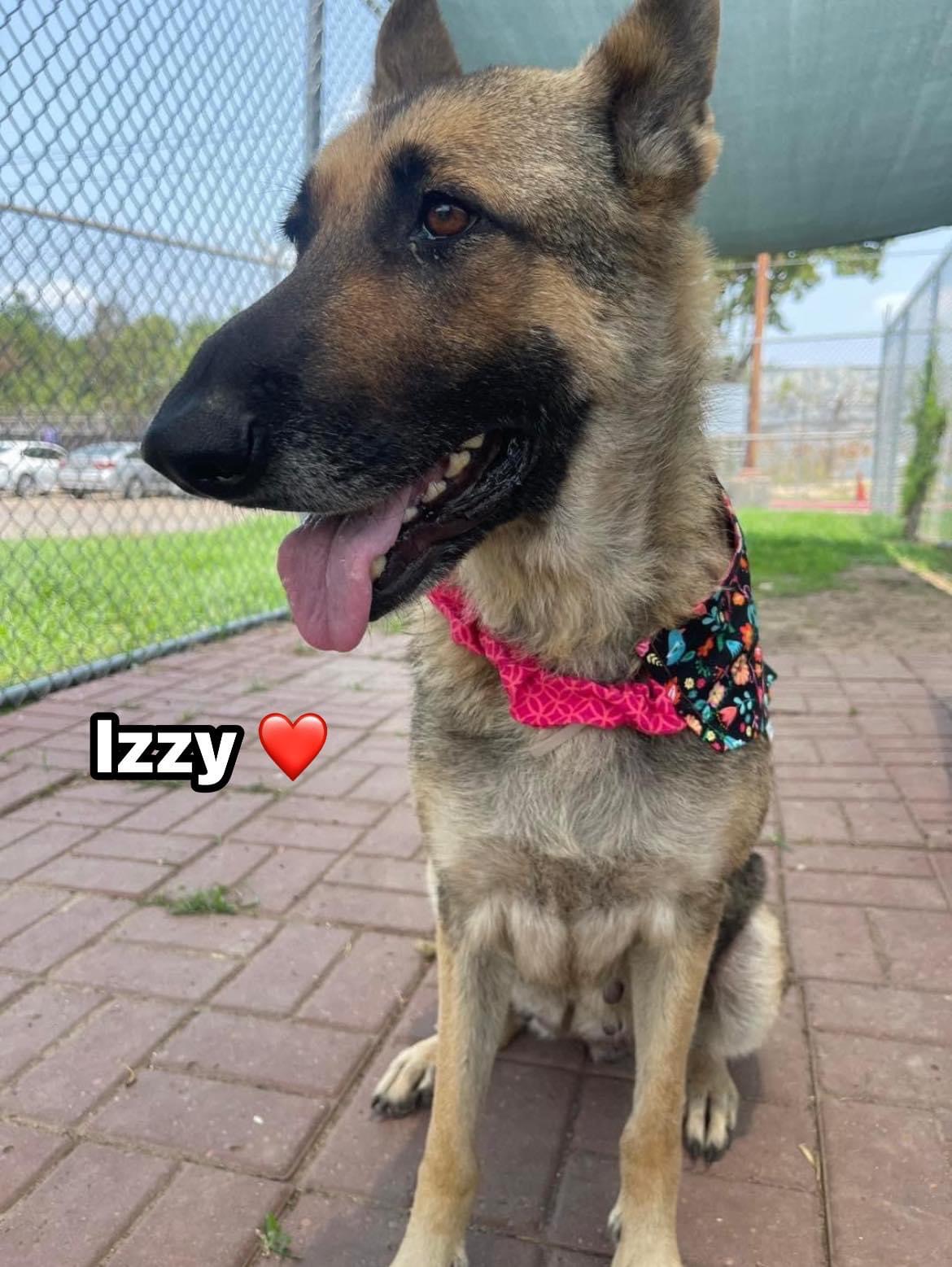 Dog for adoption - Izzy, a German Shepherd Dog in fennville, MI | Petfinder