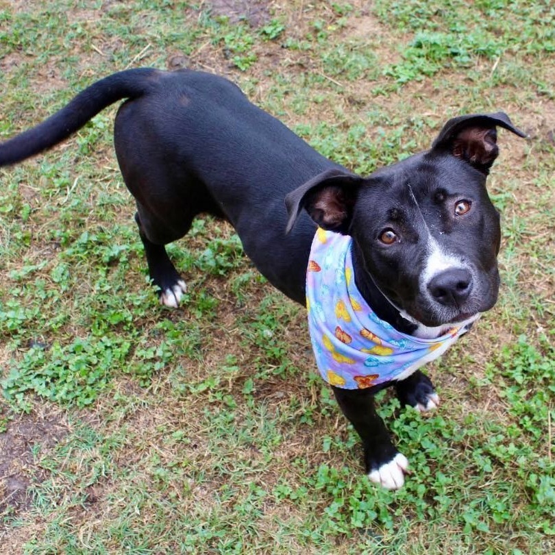 Dog for adoption - Michelle, an American Staffordshire Terrier Mix in ...