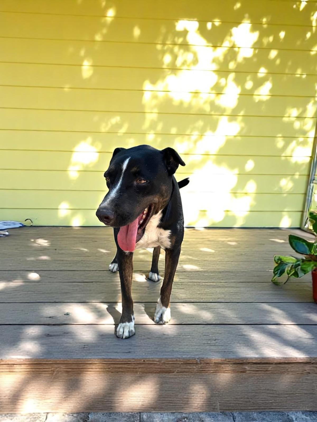 Dog for adoption - Sadie, a Mixed Breed in San Diego, CA | Petfinder