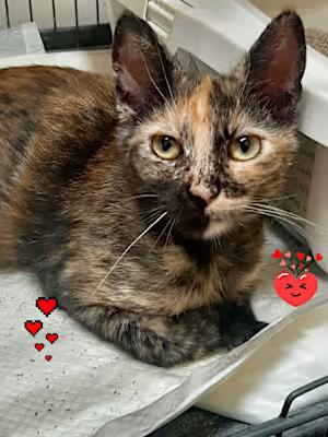 Cat for adoption - Pumpkin, a Tortoiseshell in Orlando, FL | Petfinder