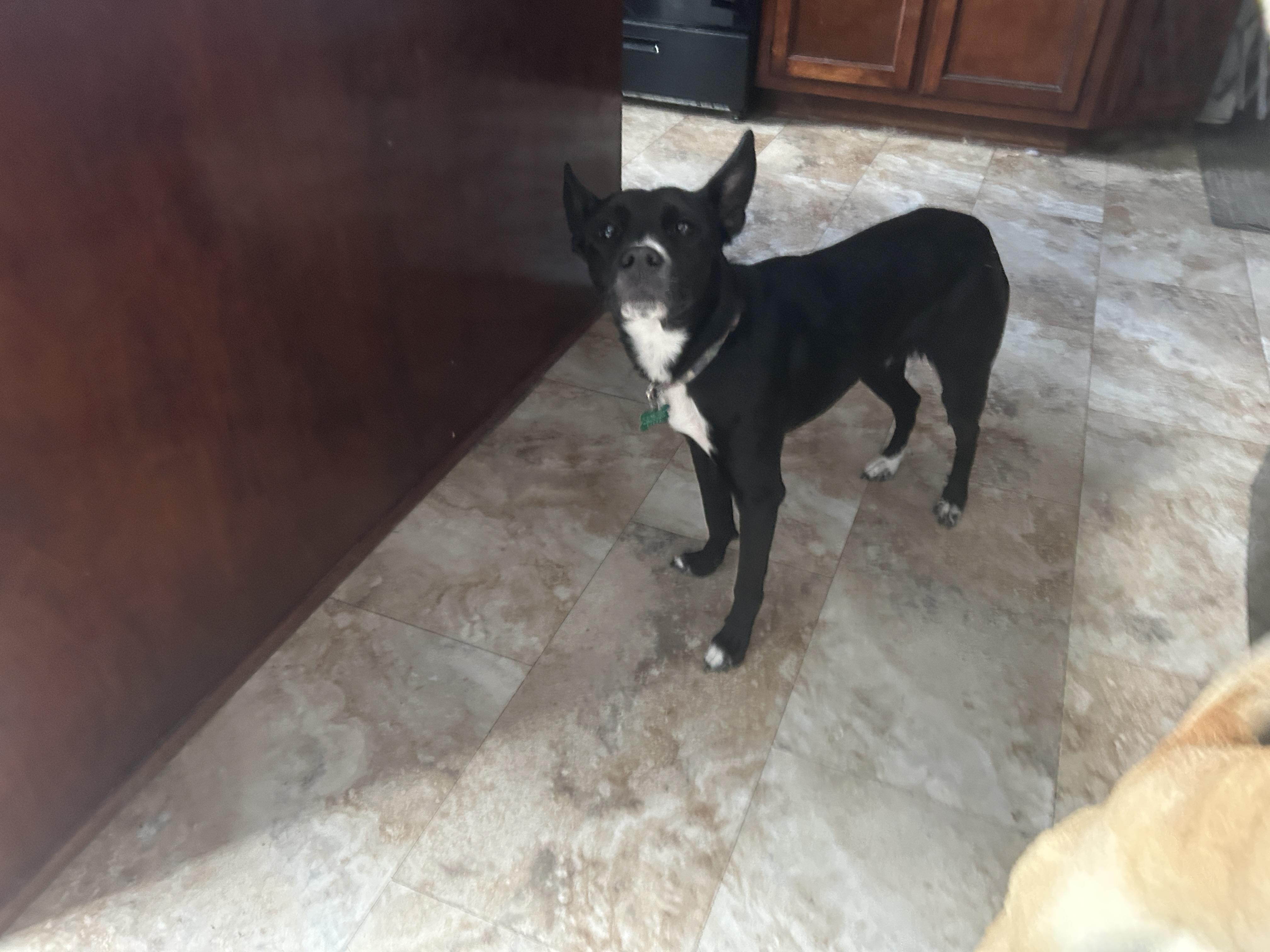 Dog for adoption - Oreo, a Terrier Mix in Aurora, IL | Petfinder