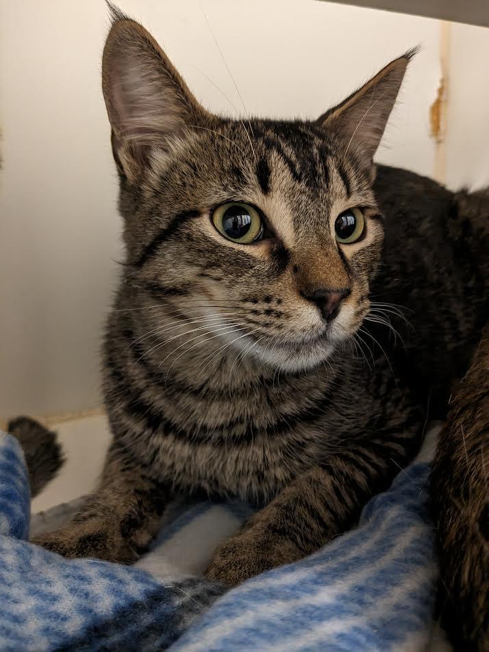 ADOPT - Whatcom Humane Society