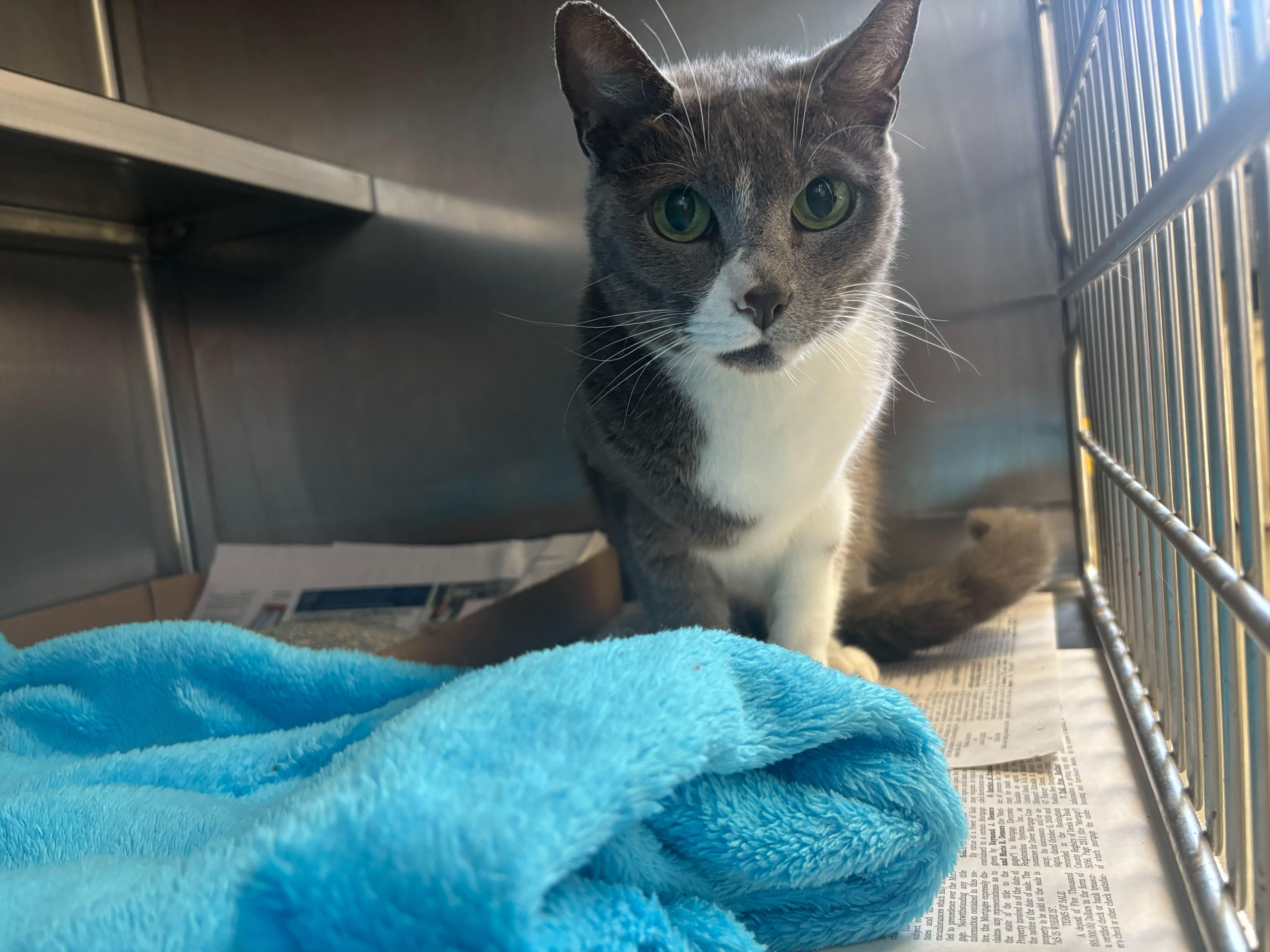 Cat for adoption - Katniss- Appointment only, a Domestic Short Hair in ...