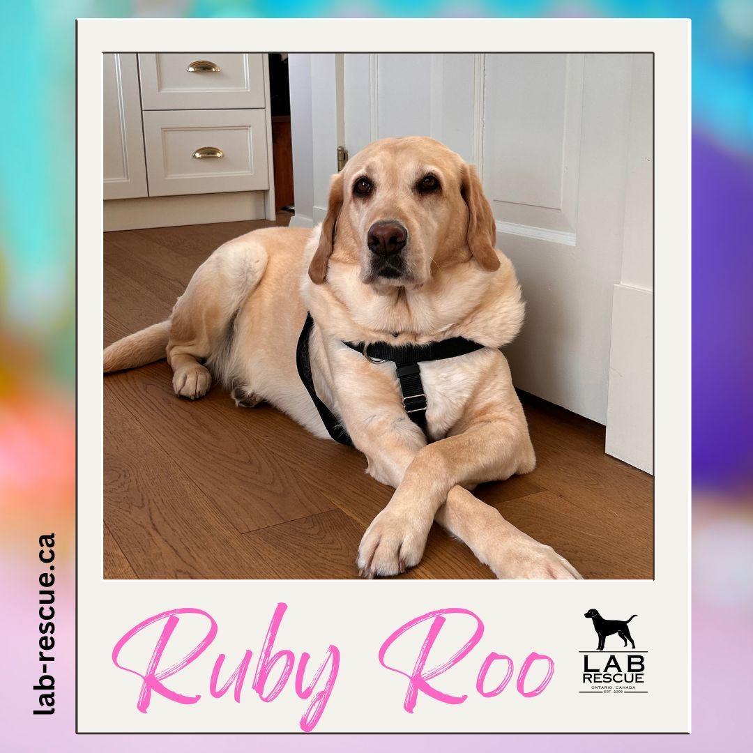 Dog for adoption - Ruby Roo, a Yellow Labrador Retriever in Oakville ...