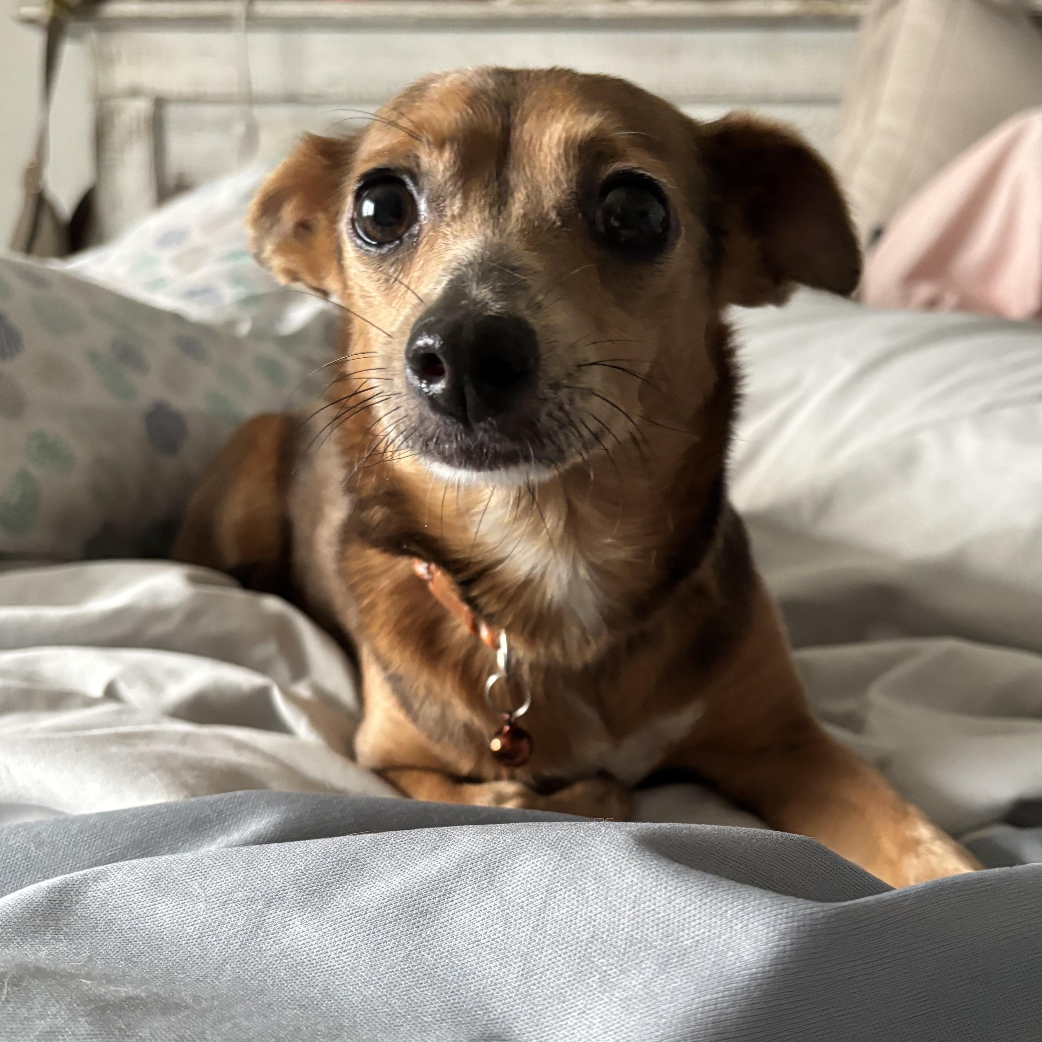 Dog for adoption - Candy, a Chiweenie Mix in Arcadia, FL | Petfinder