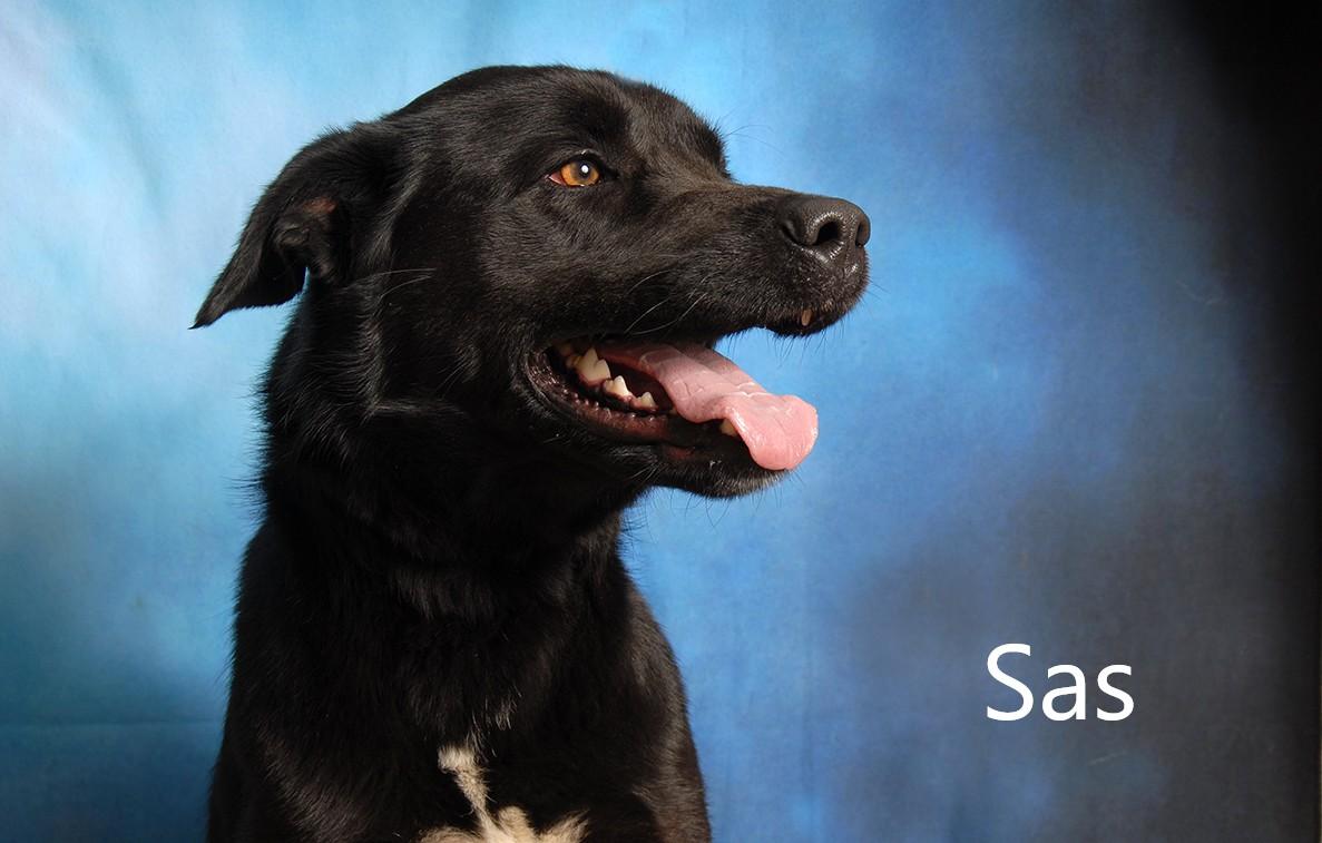 Dog for adoption - Sas, a Black Labrador Retriever Mix in Mount Vernon ...