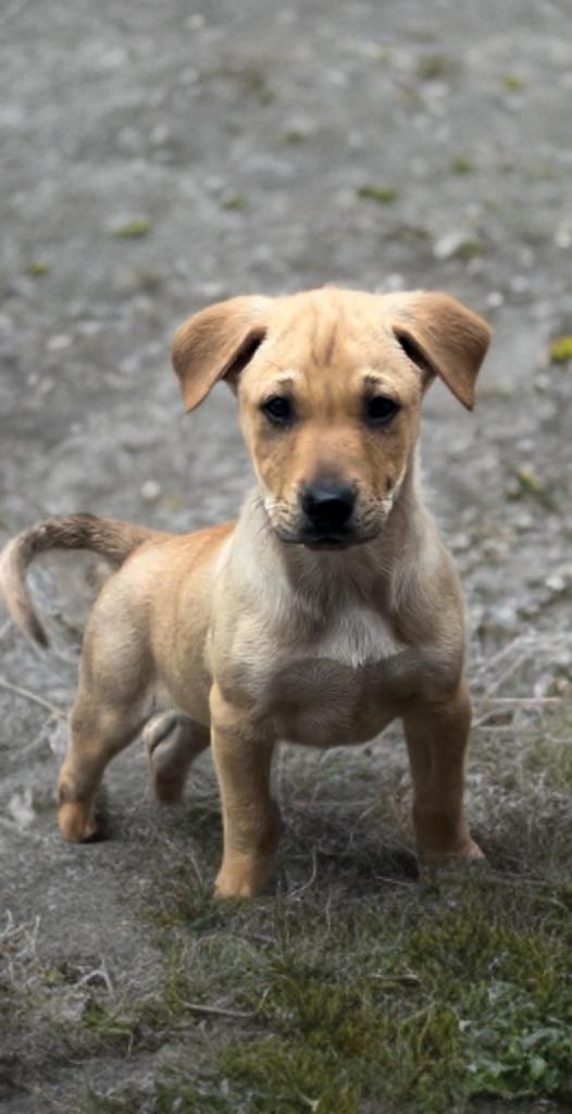 Dog for adoption - Juno, a Mixed Breed in Aurora, CO | Petfinder