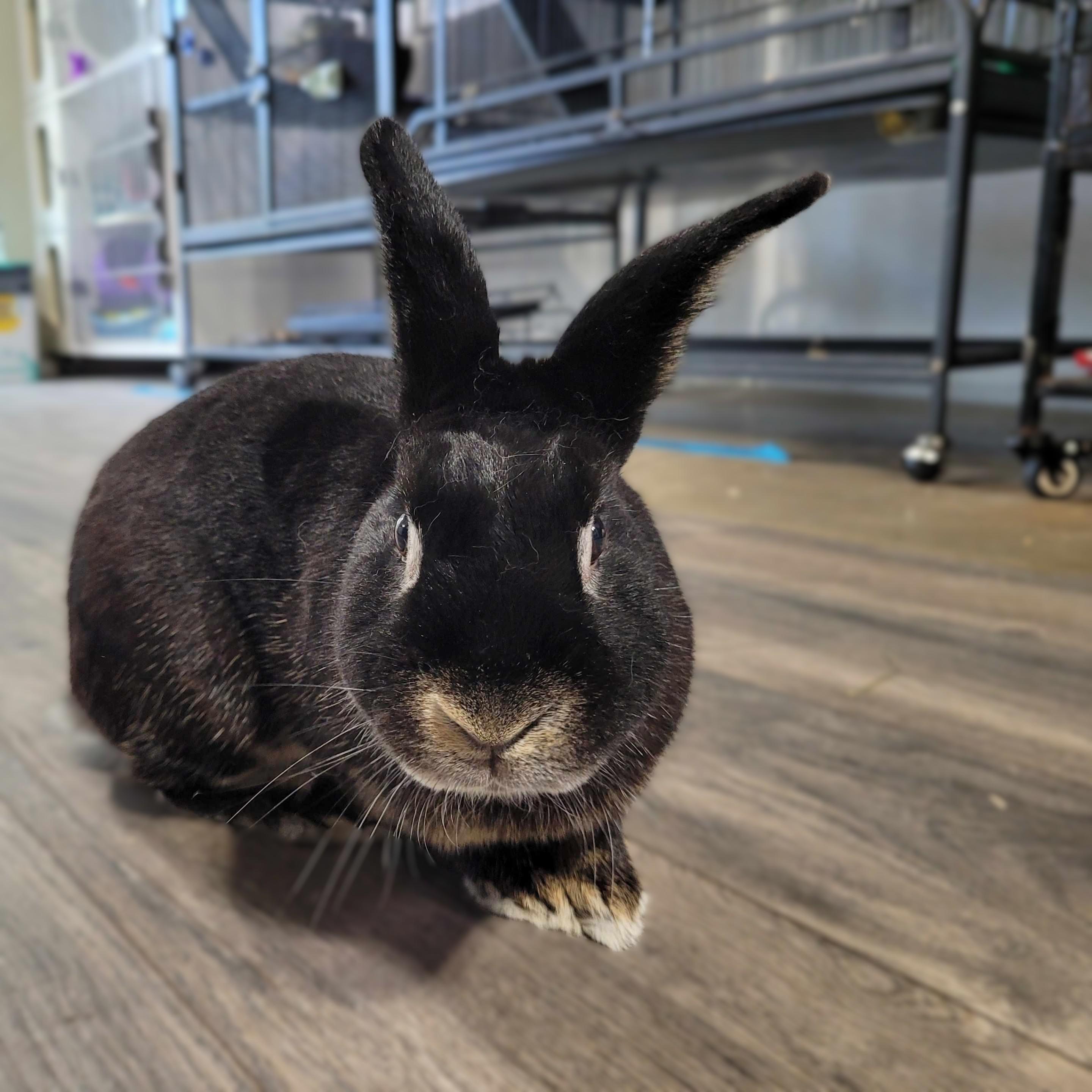 Rabbit for adoption - Grayson, a Silver Marten in Myakka City, FL ...