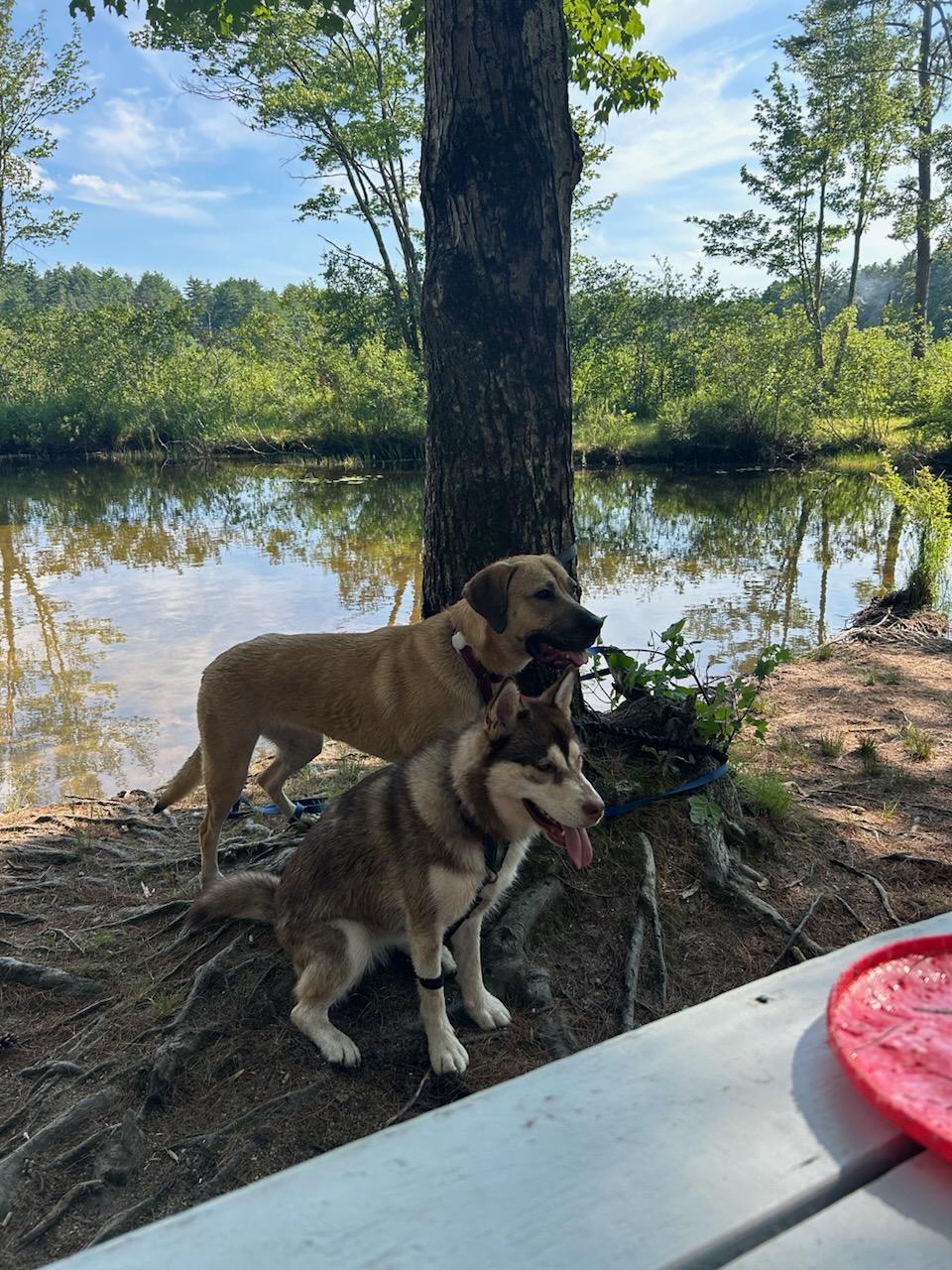 Dog for adoption - Nakita, a Siberian Husky in Charlotte, NC | Petfinder