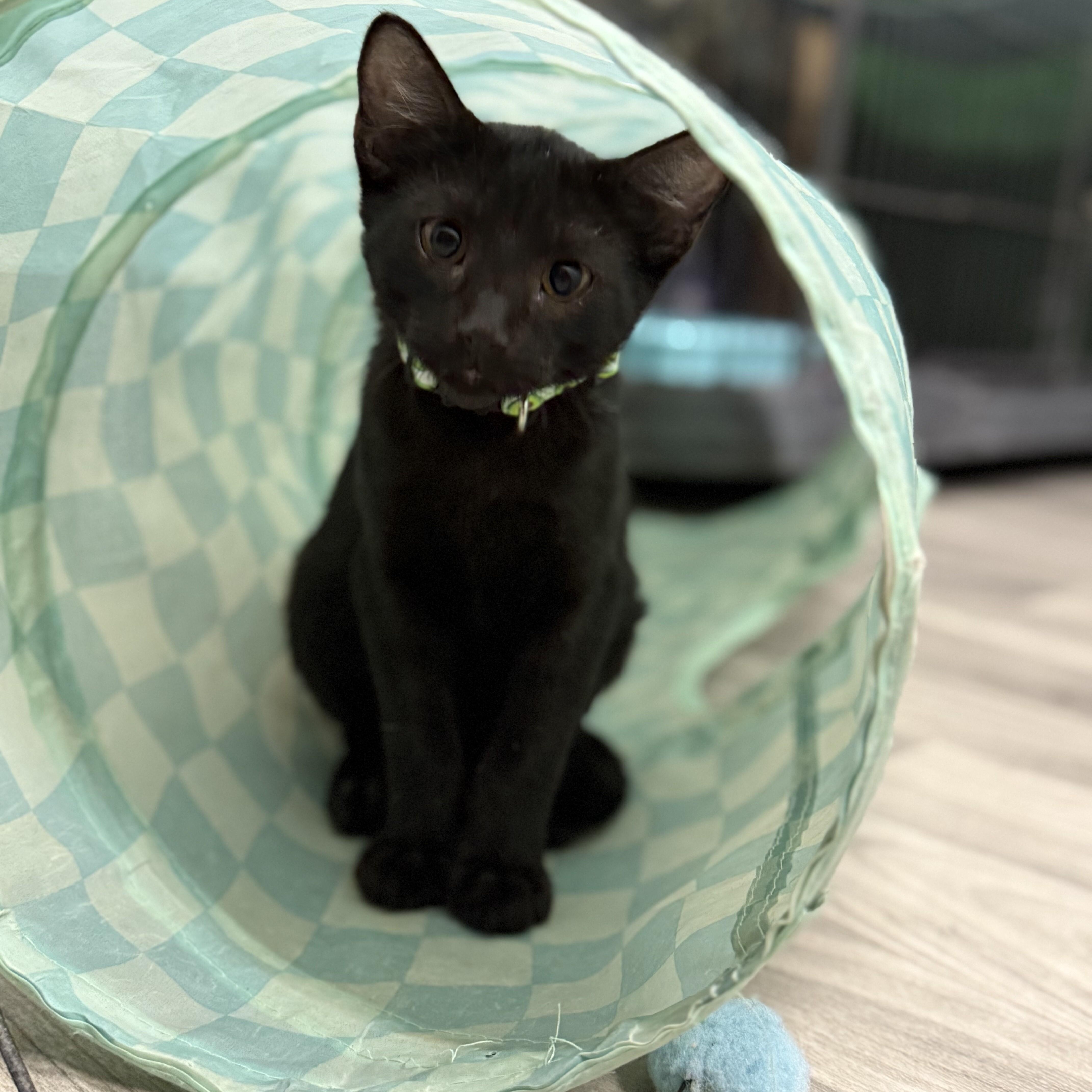 Cat for adoption - Reese's Candy, a Domestic Short Hair Mix in Brattleboro, VT | Petfinder