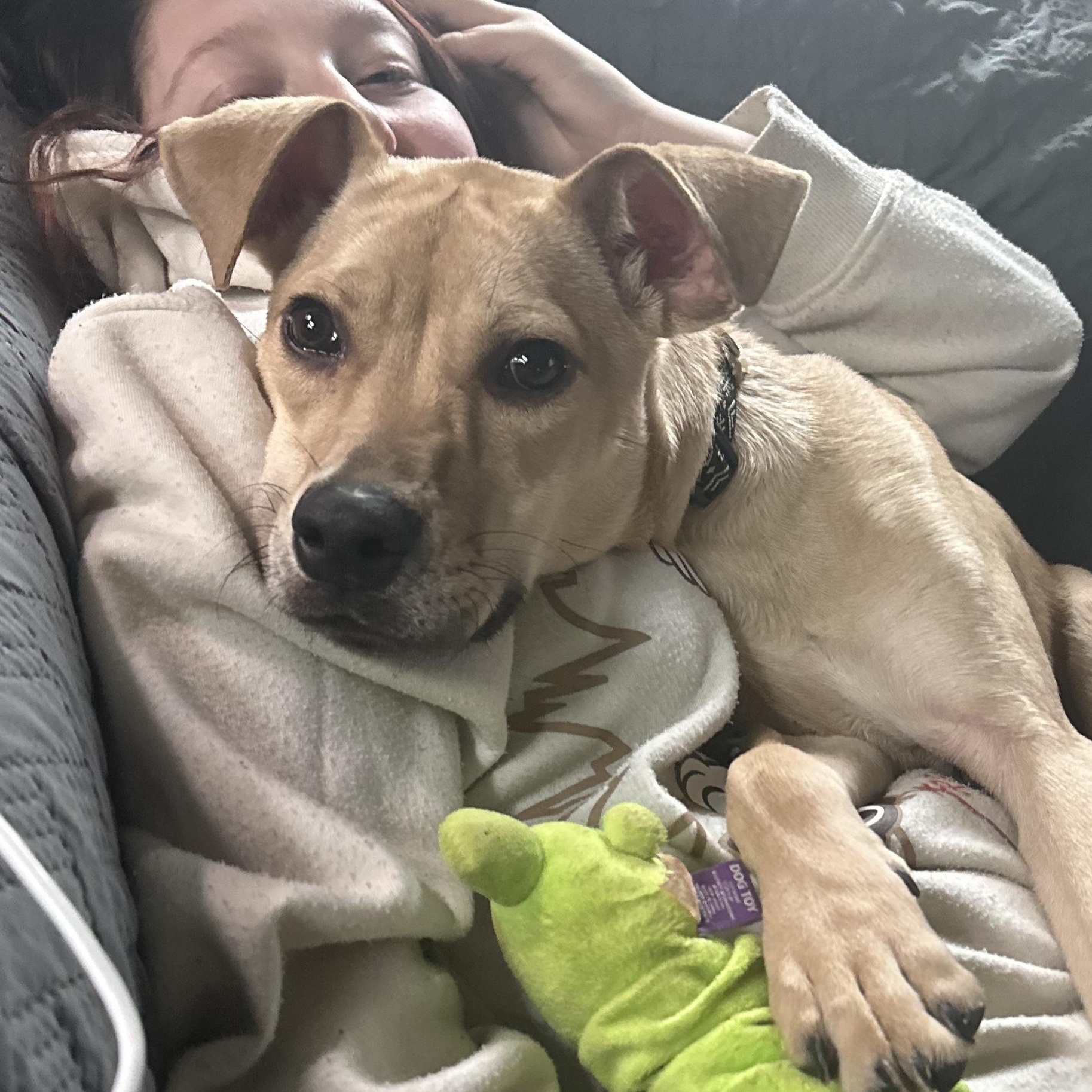 Dog for adoption - Milo, a Mixed Breed in East Windsor , CT | Petfinder