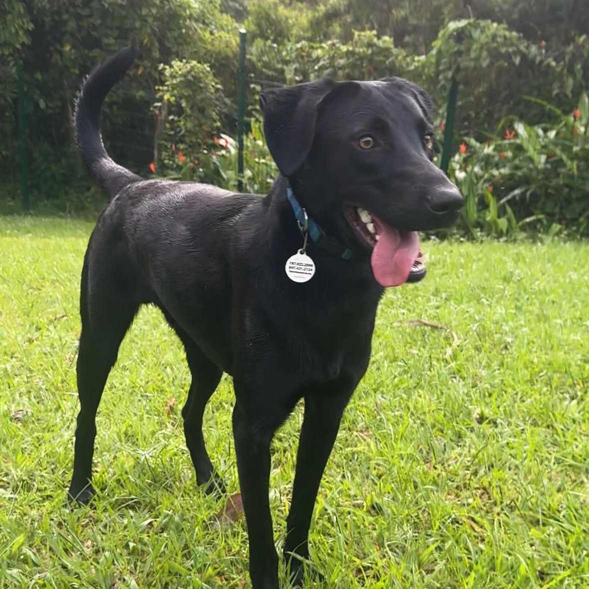 Dog for adoption - Baily : Great with other dogs, very sweet. In ...